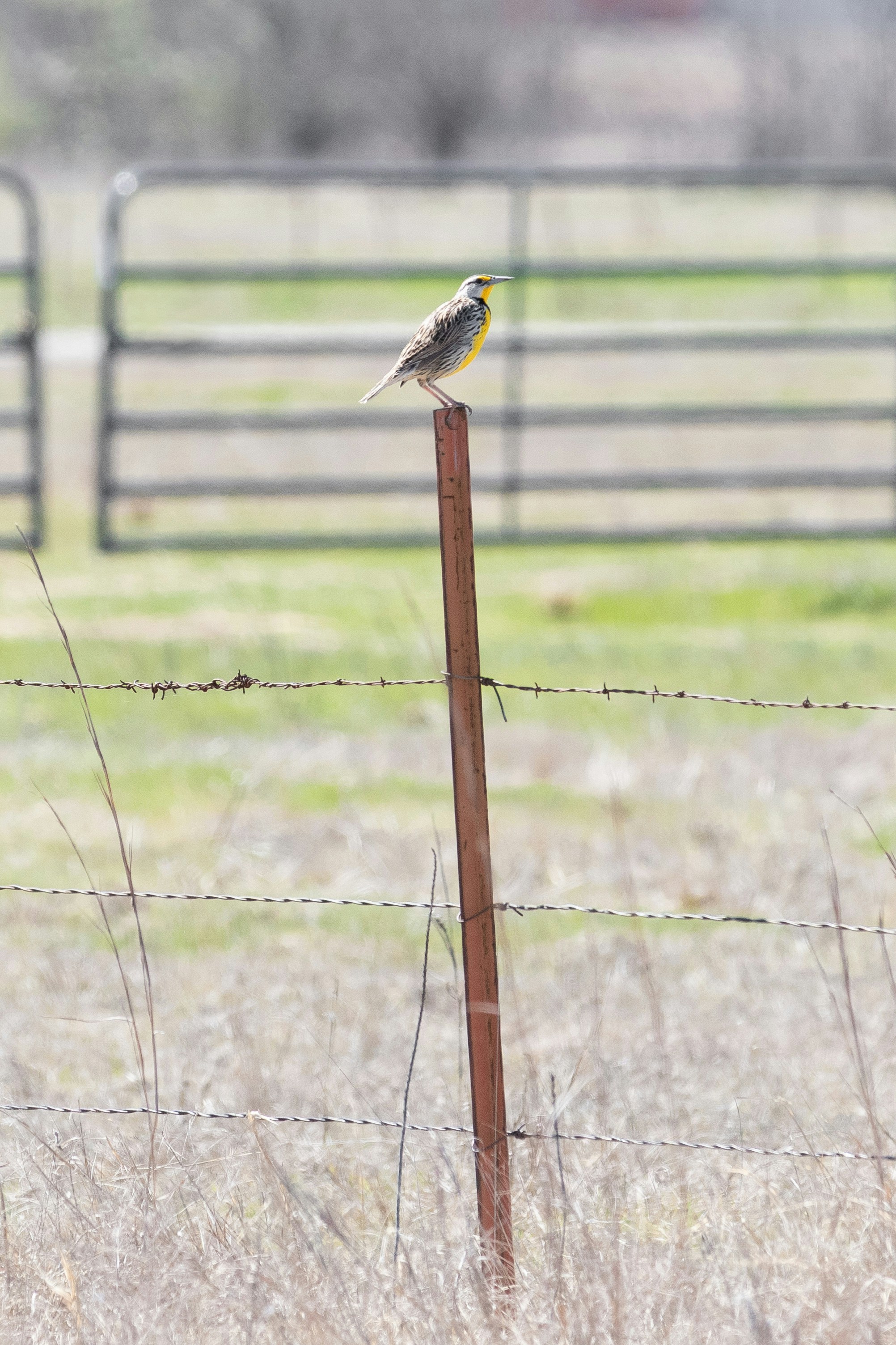 A bird perches on a rusty fence post. photo – Free Animal Image on Unsplash
