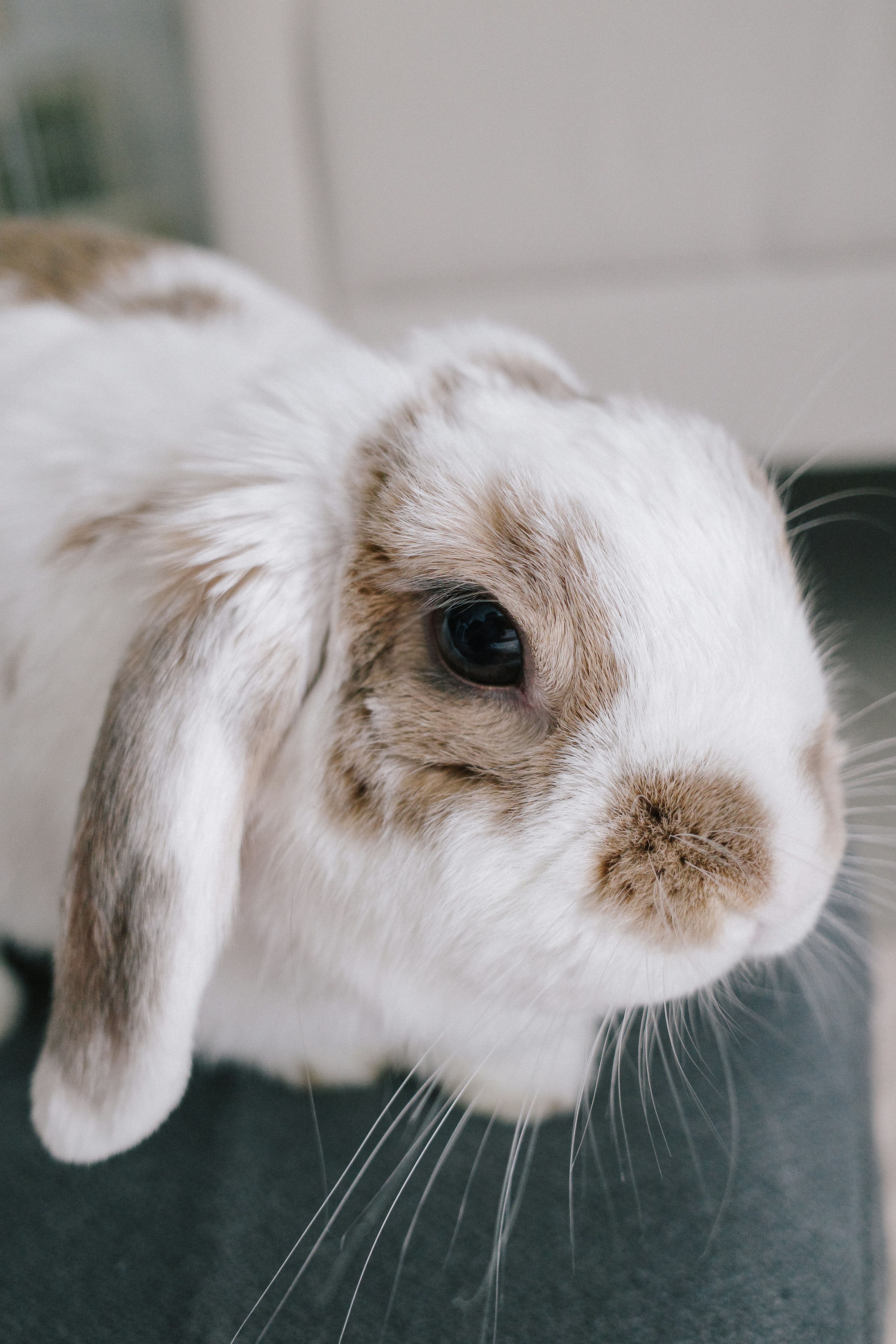 Here is a caption for the image: a white and brown rabbit looks ...