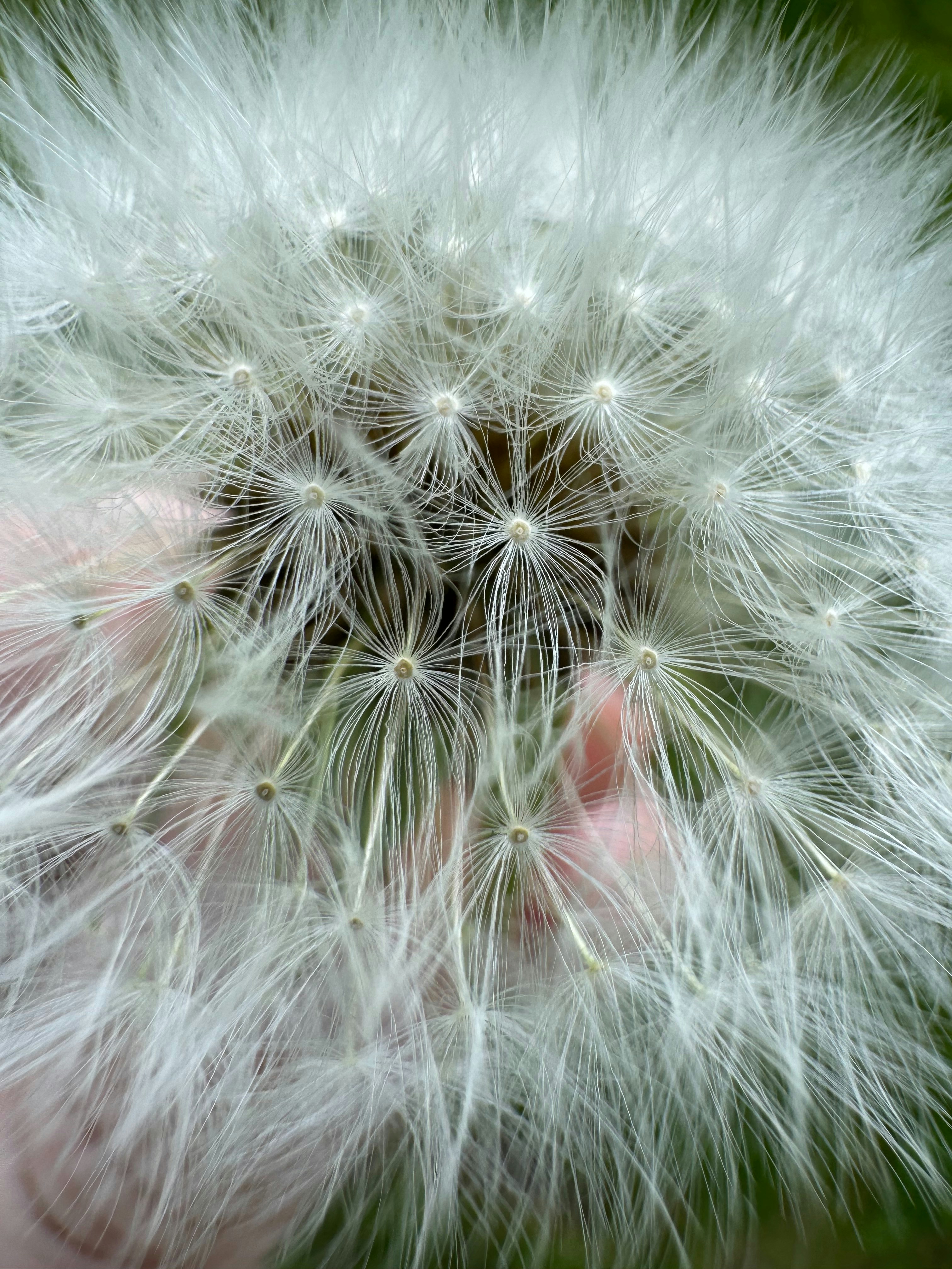 Lacework of Dandelion: a micro-study in white