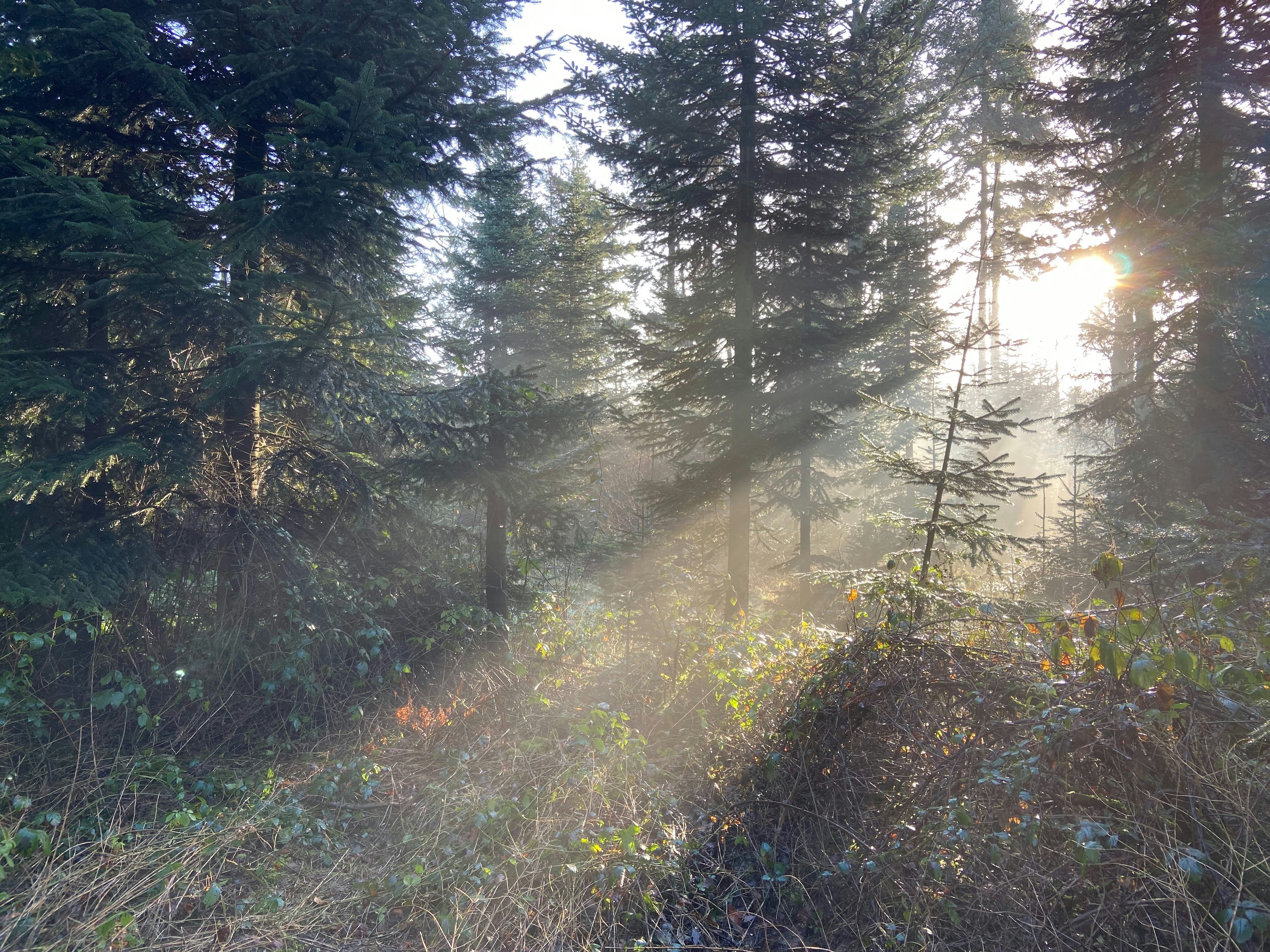 Sunlight shines through trees, creating a beautiful scene. photo – Free ...