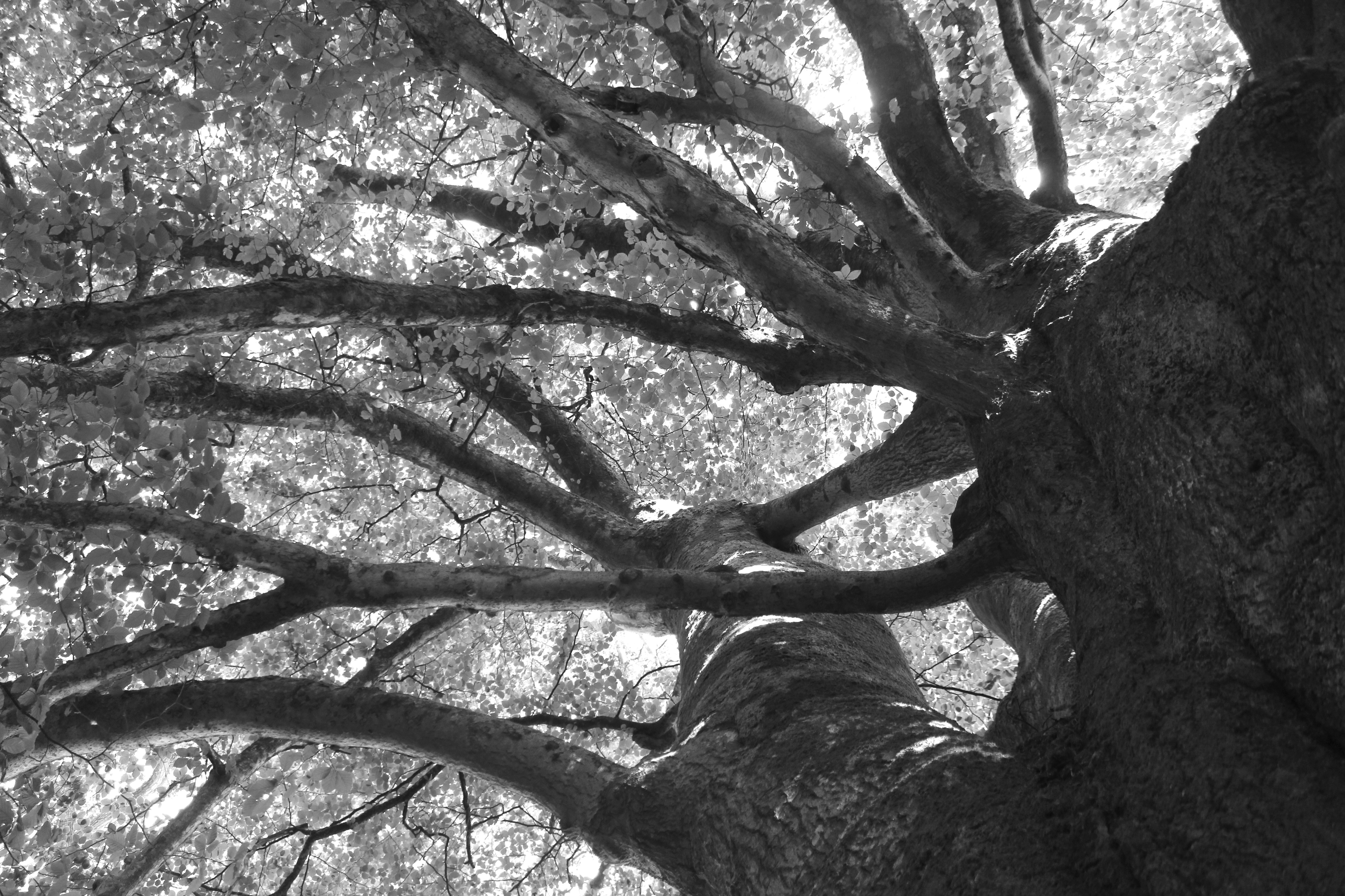 Looking up through the branches of a tree.