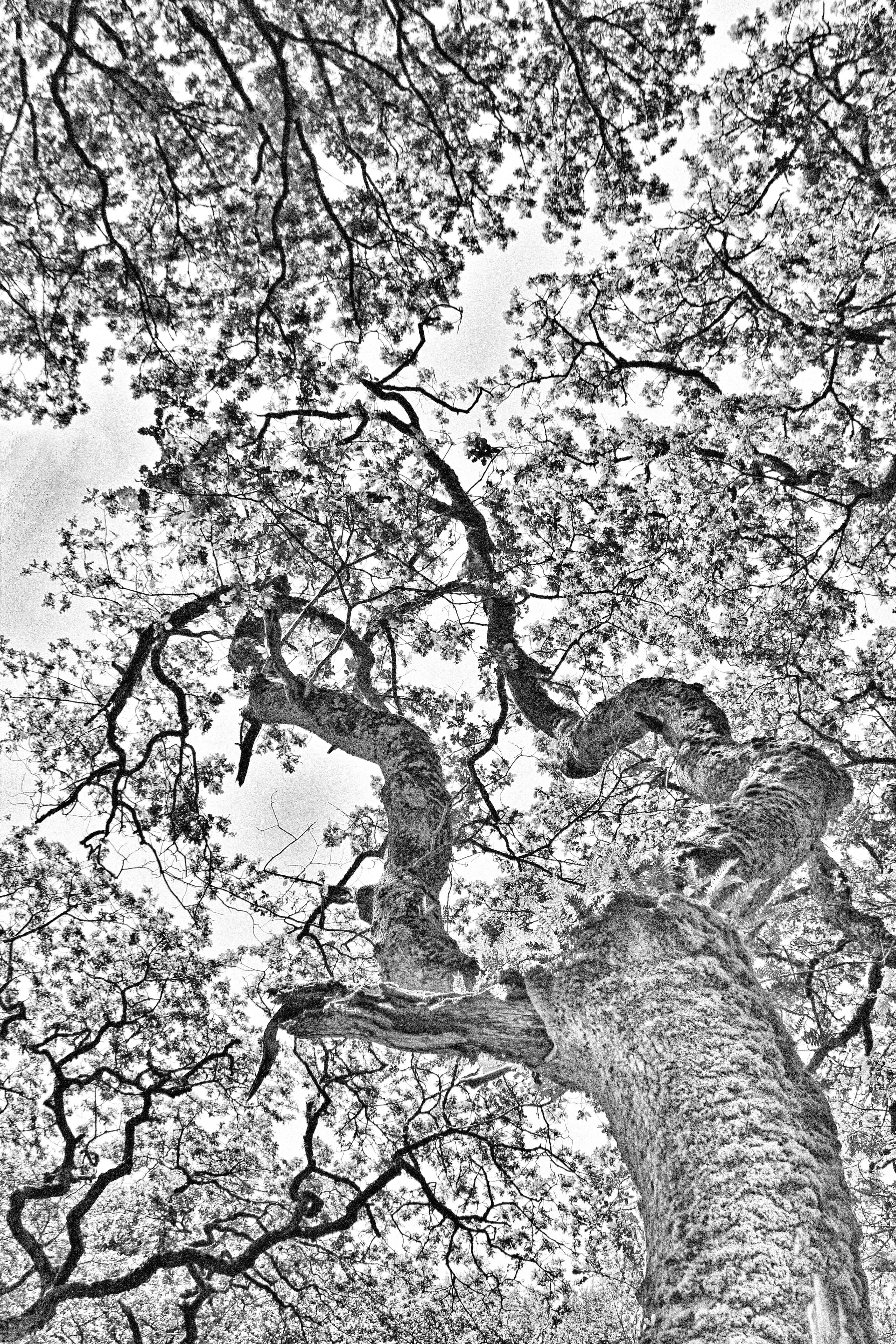 Twisting branches of a tree reach skyward, framed by a delicate array of leaves. The monochrome tones emphasize the intricate patterns of nature.