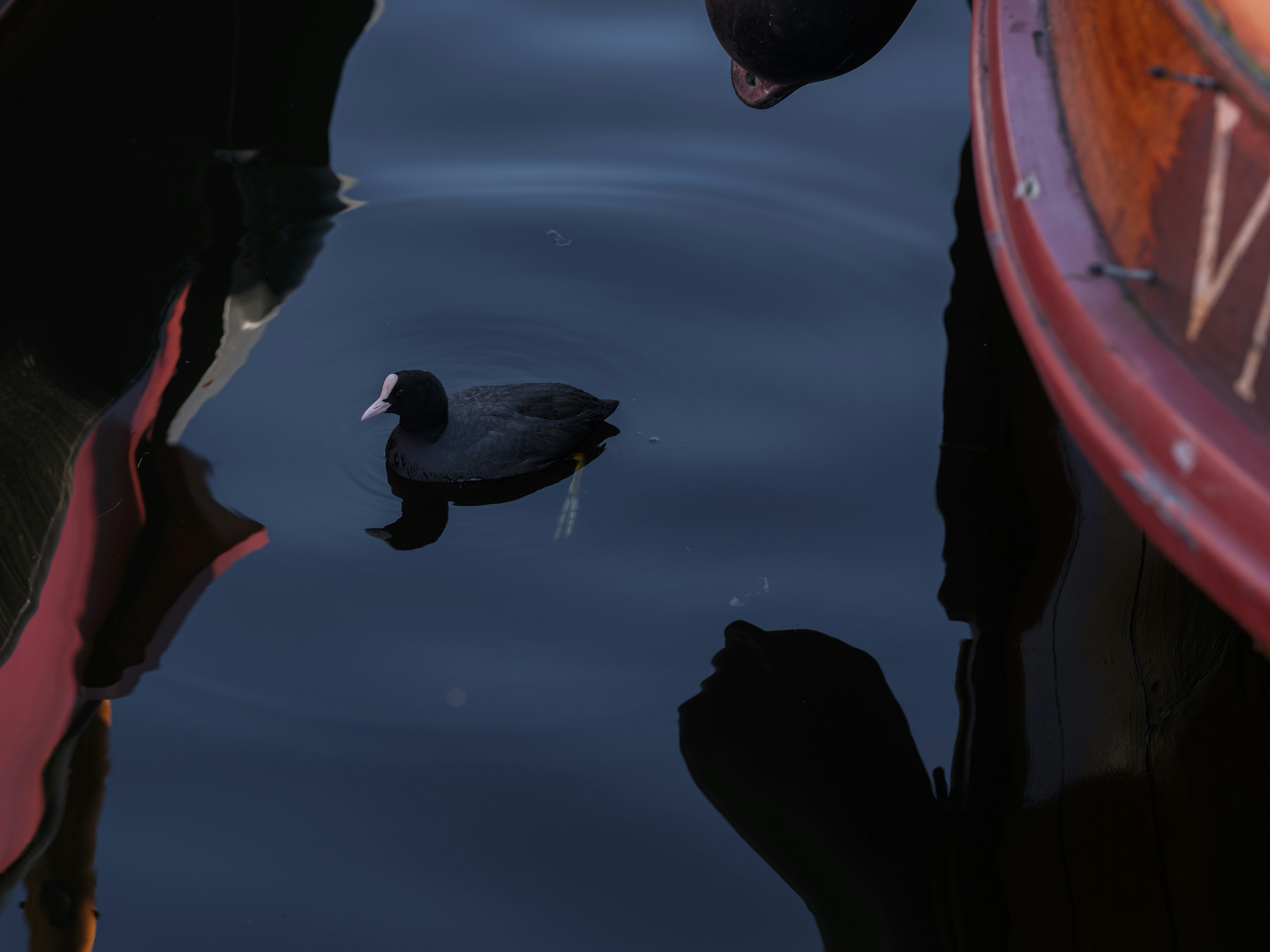 Harbor Between Hulls: solitary coot glides on glassy water