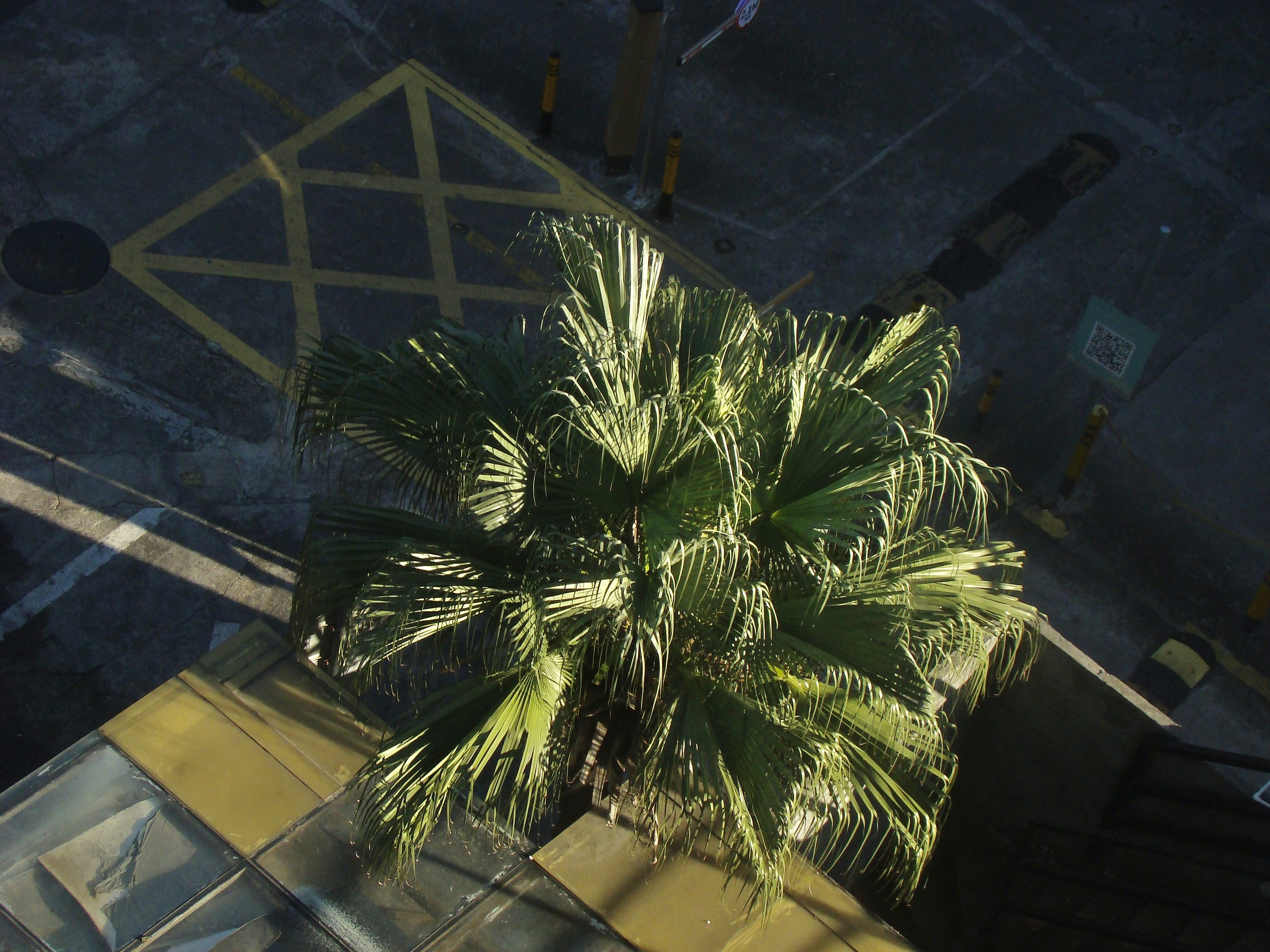 Top-Down Palm Amid Painted Parking Lines