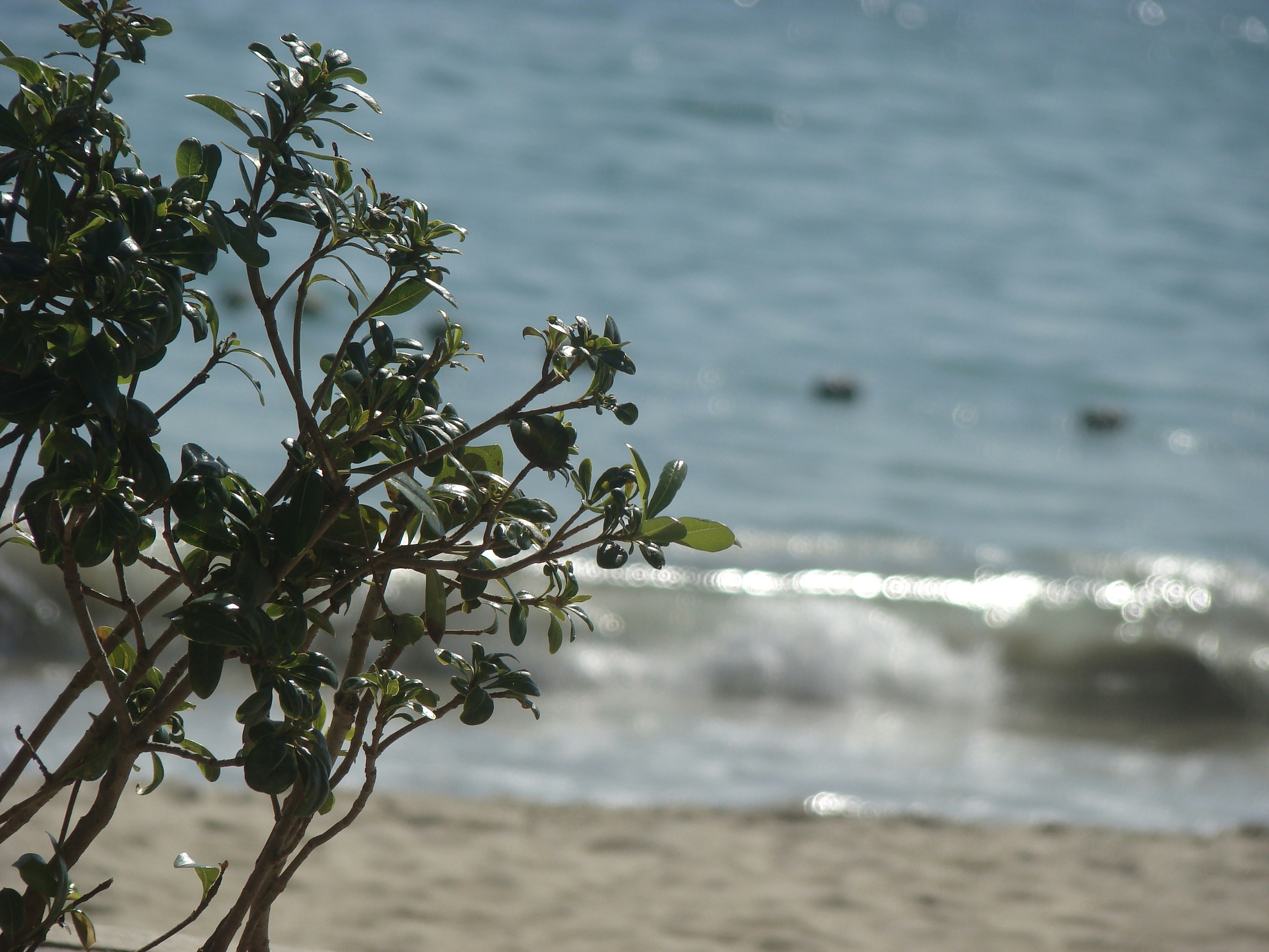 Photo by Yanping Ma with Sony Cyber-shot H9