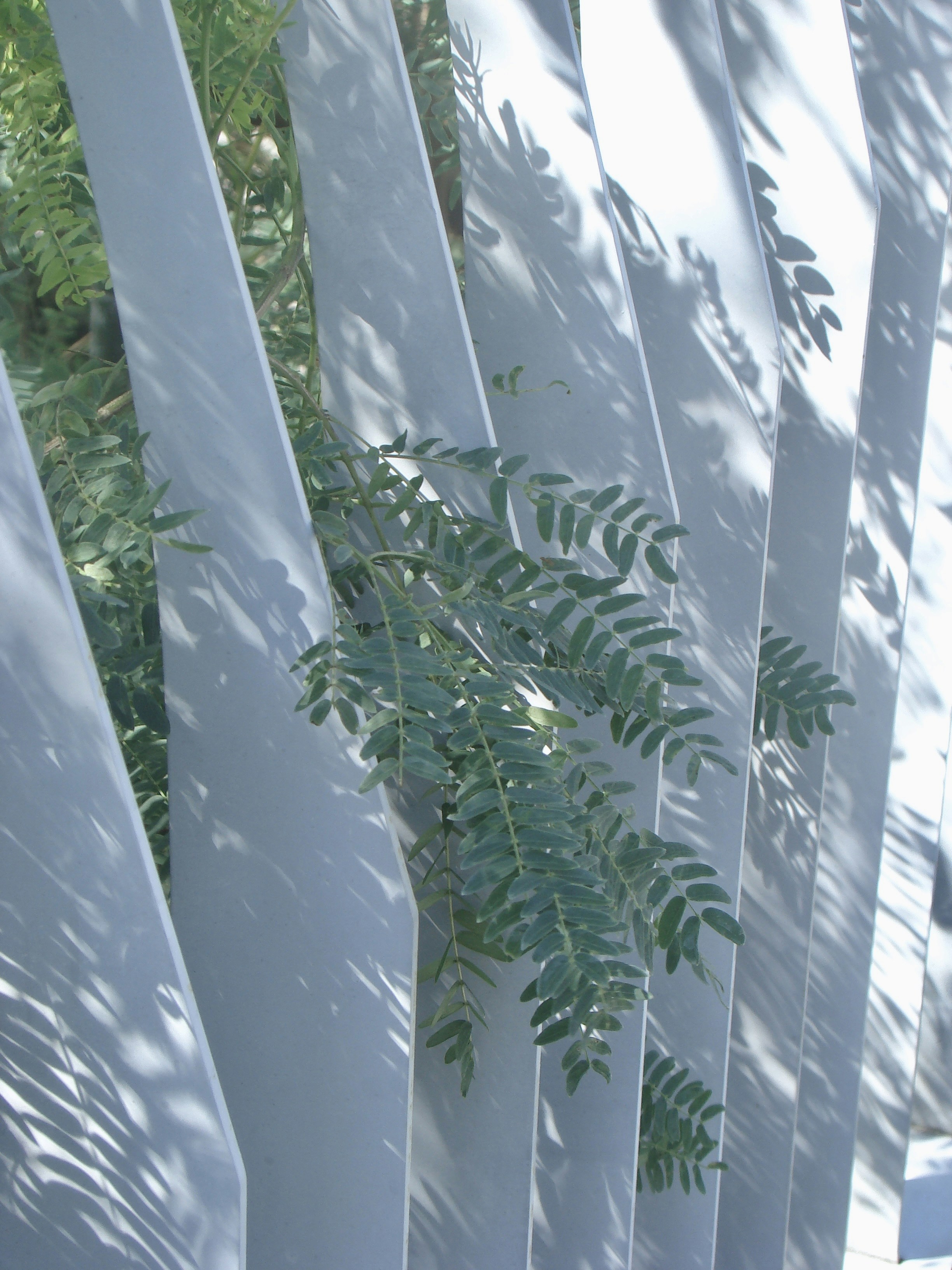 Emerald Veil Between Pale Slats