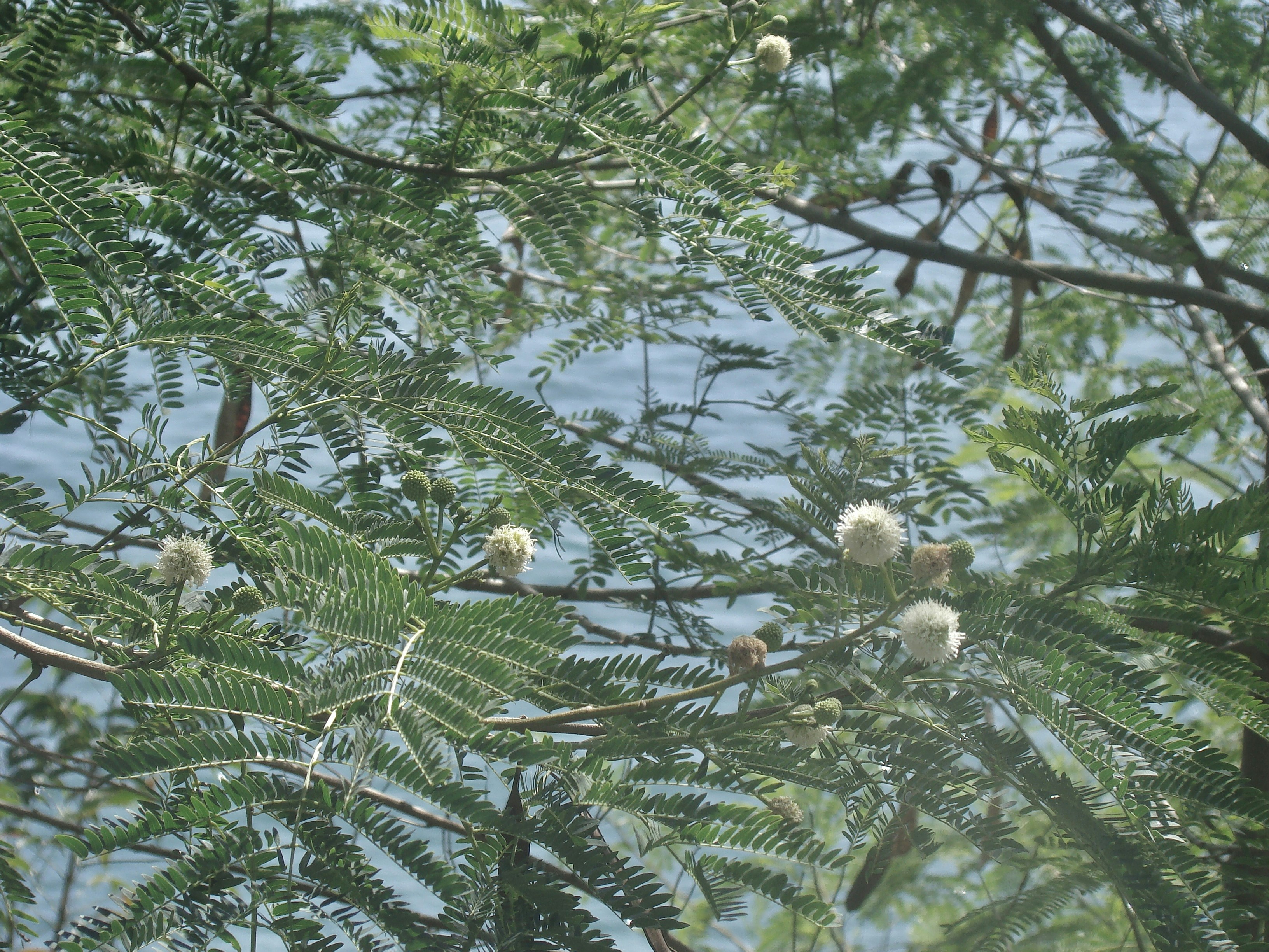 Whispering Fern Canopy Above a Quiet Blue Sky