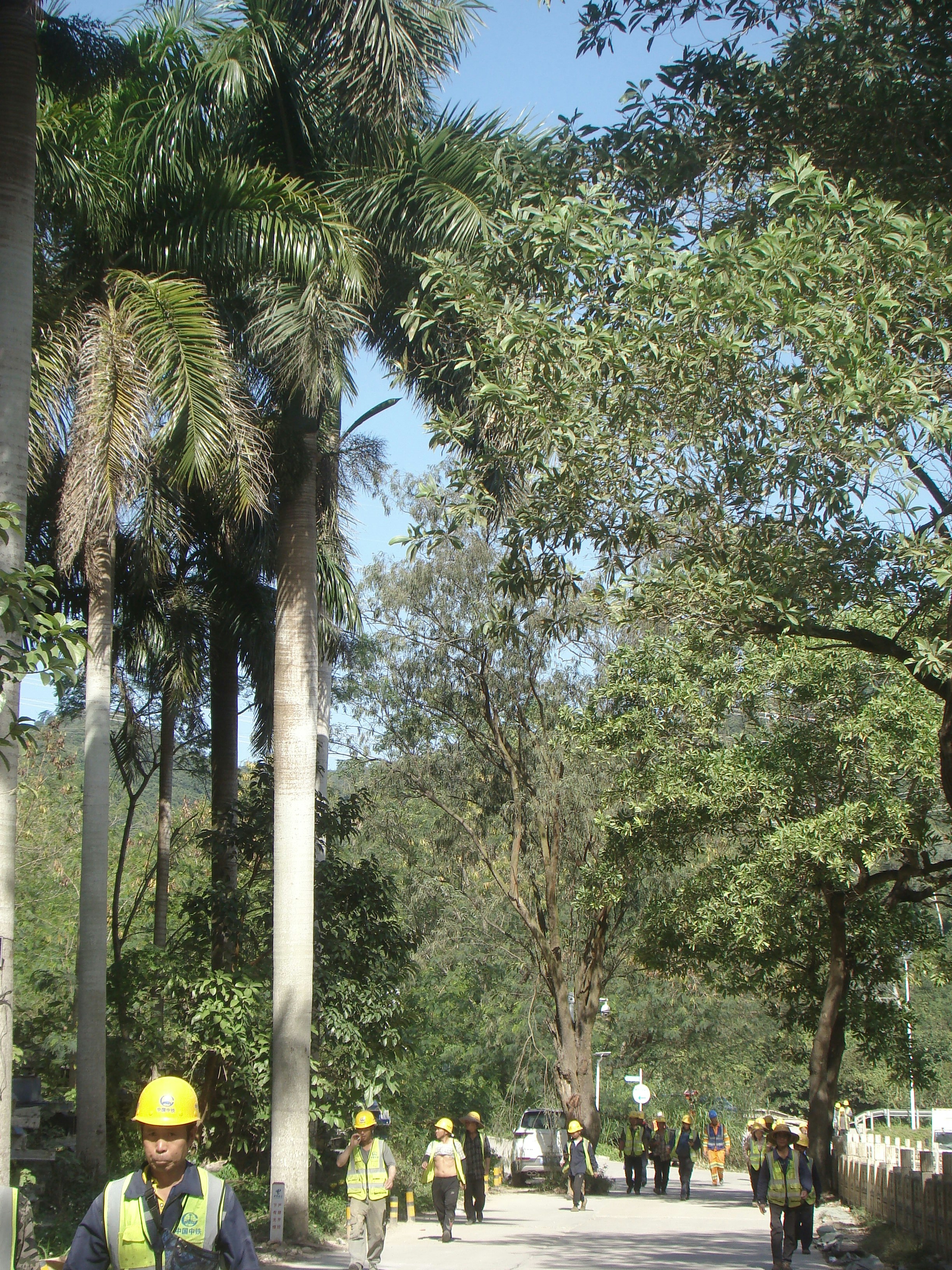 Line of Road Workers in High-Visibility Gear Beneath Tall Palm Trees
