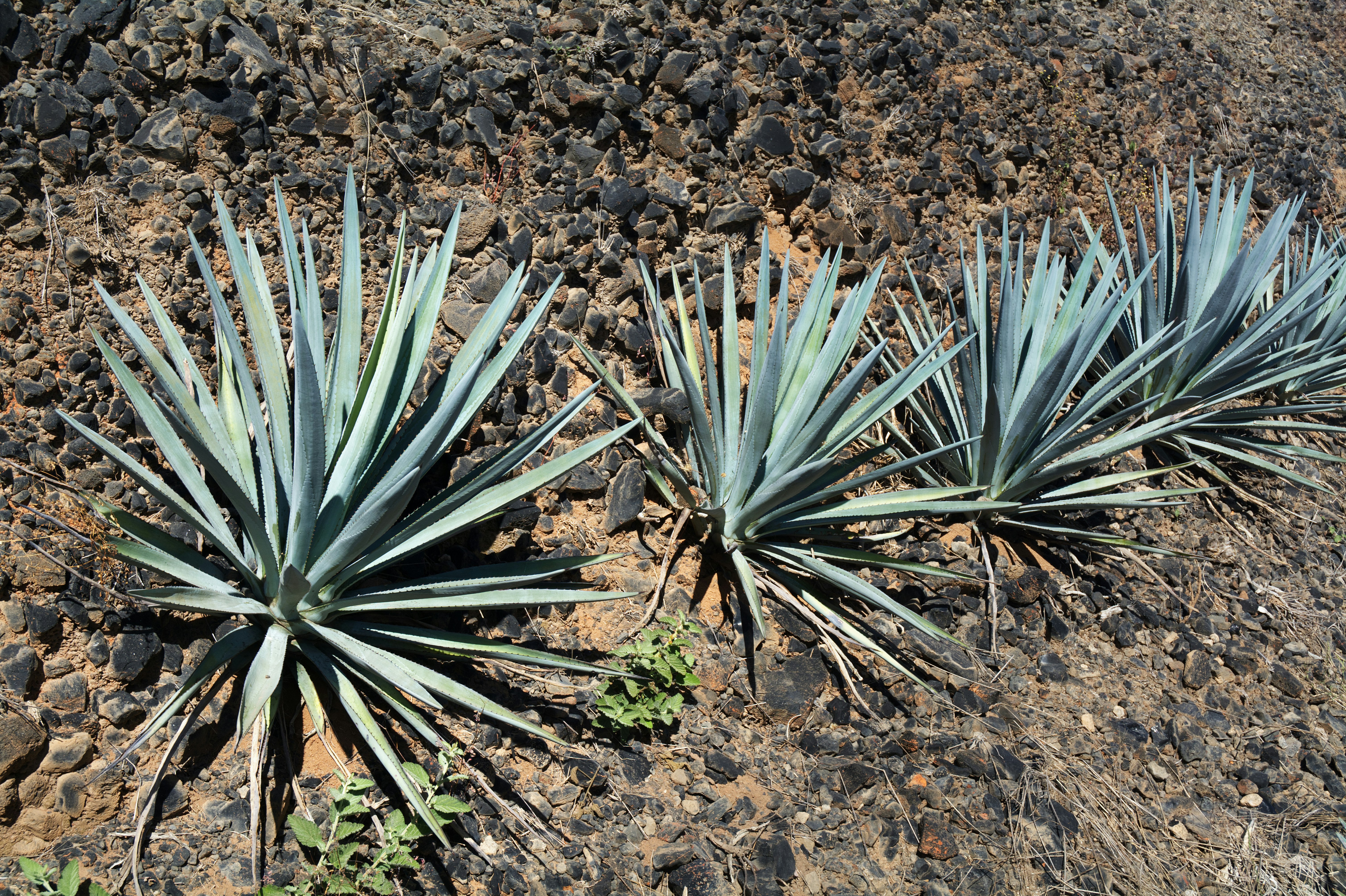 Agave plants grow in a rocky, sunny terrain. photo – Free Plant Image ...