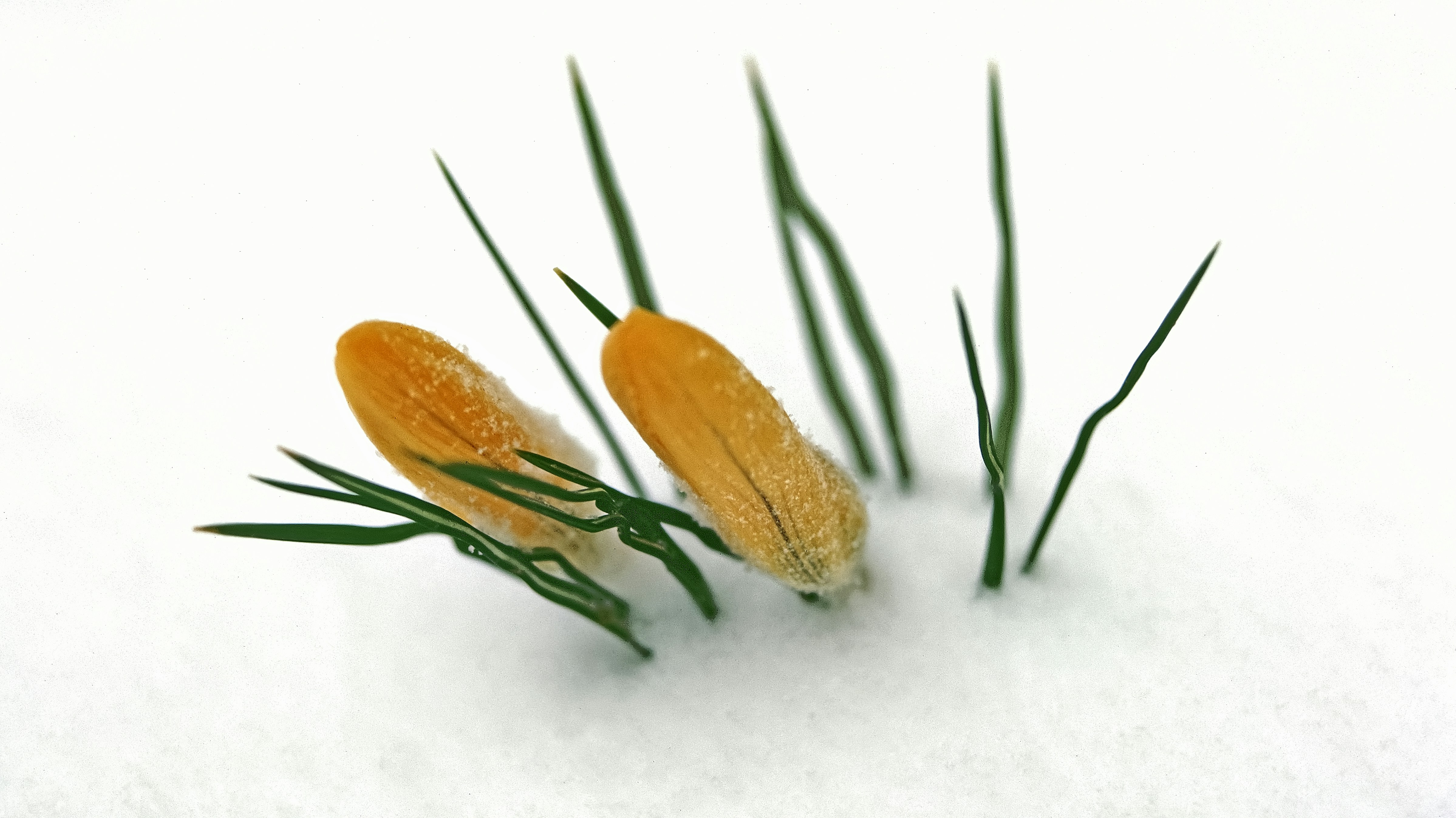 Two Snow-Dusted Sprouts: Delicate Carrot-Like Oranges Emerging from White Frost