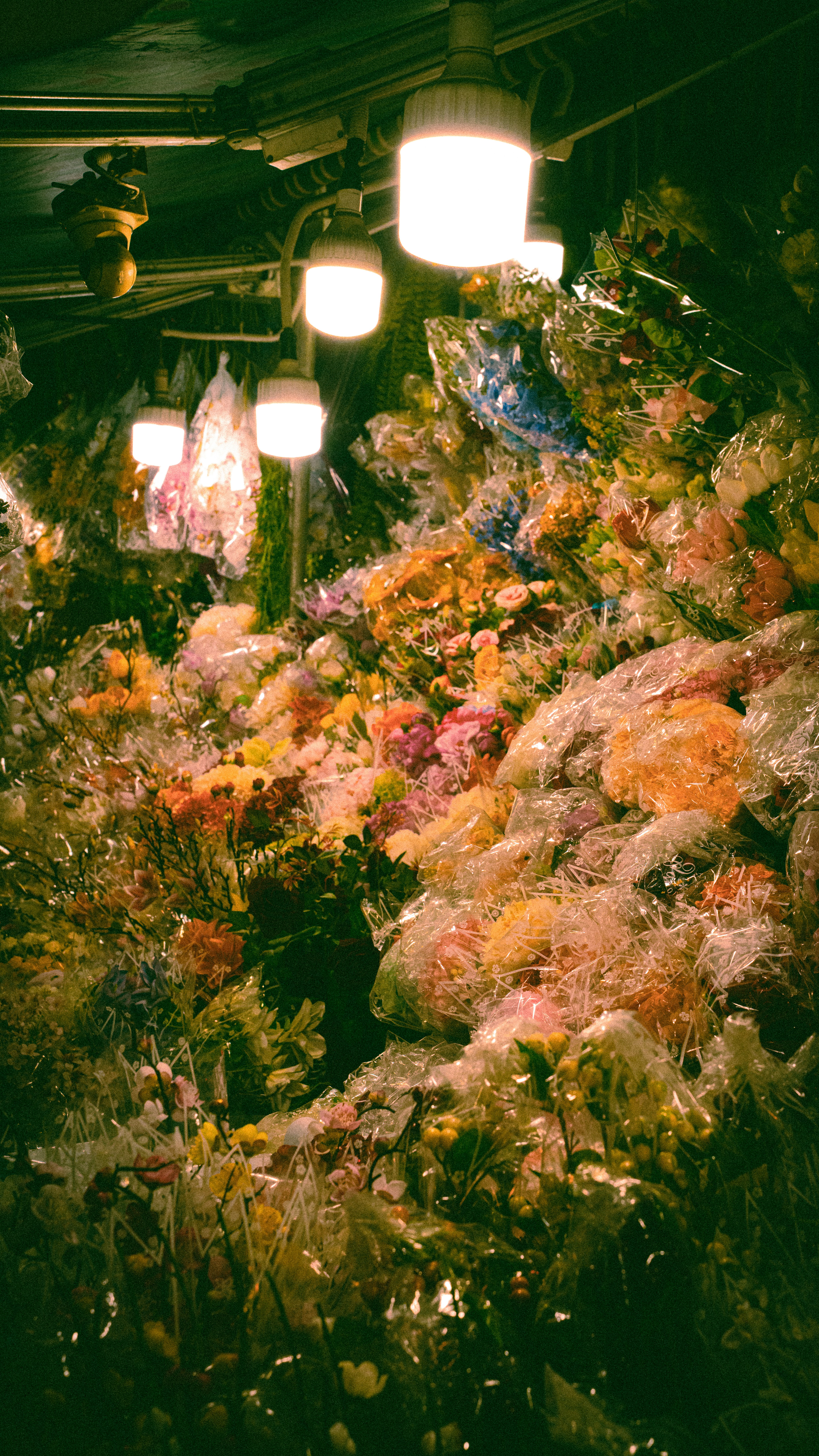 Photo by Quang Huy Nguyễn with Sony Alpha 7R III