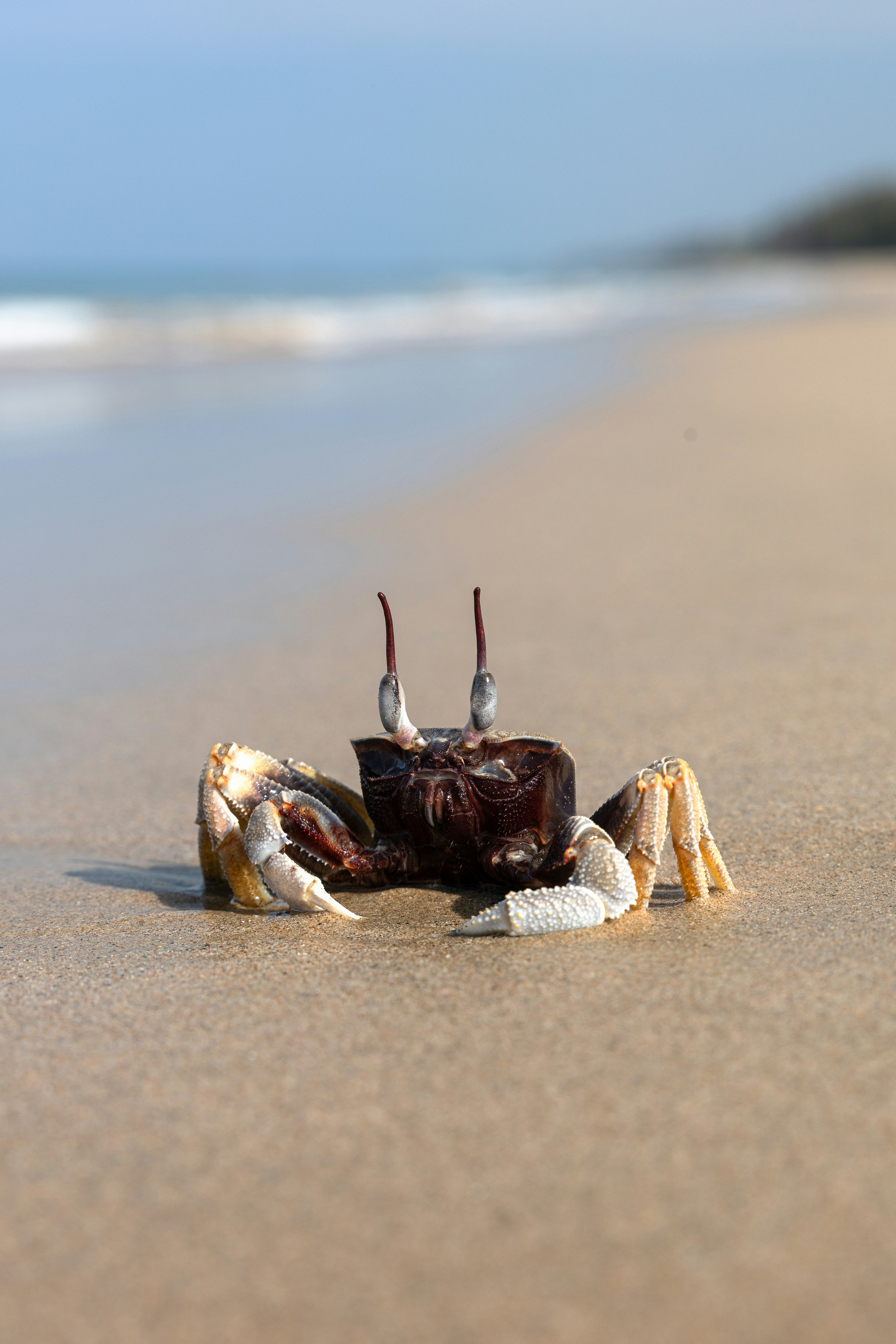 A crab stands proudly on the sandy beach. photo – Free Food Image on ...