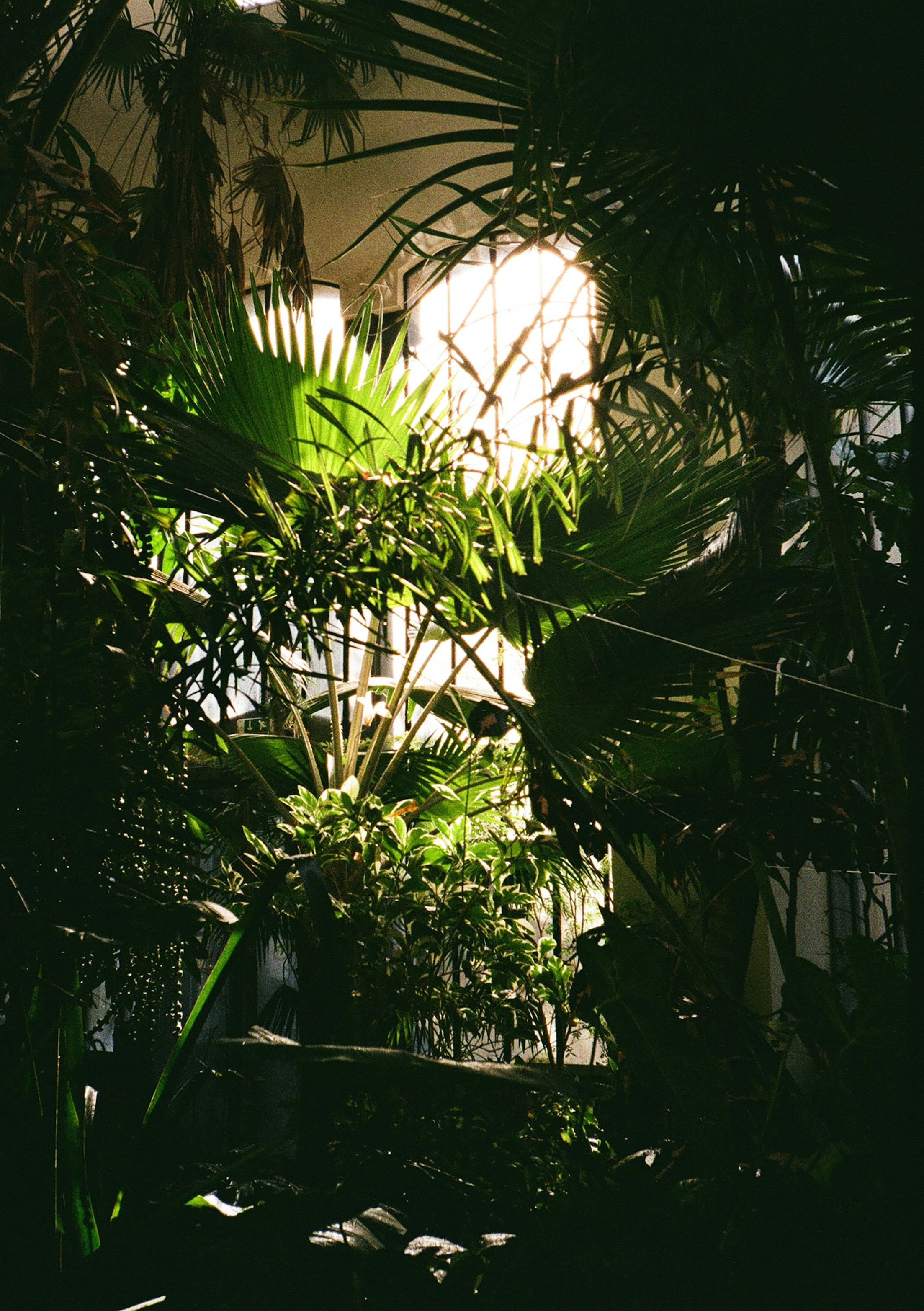 Plants flourish in the sunlit greenhouse. photo – Free Forest Image on ...