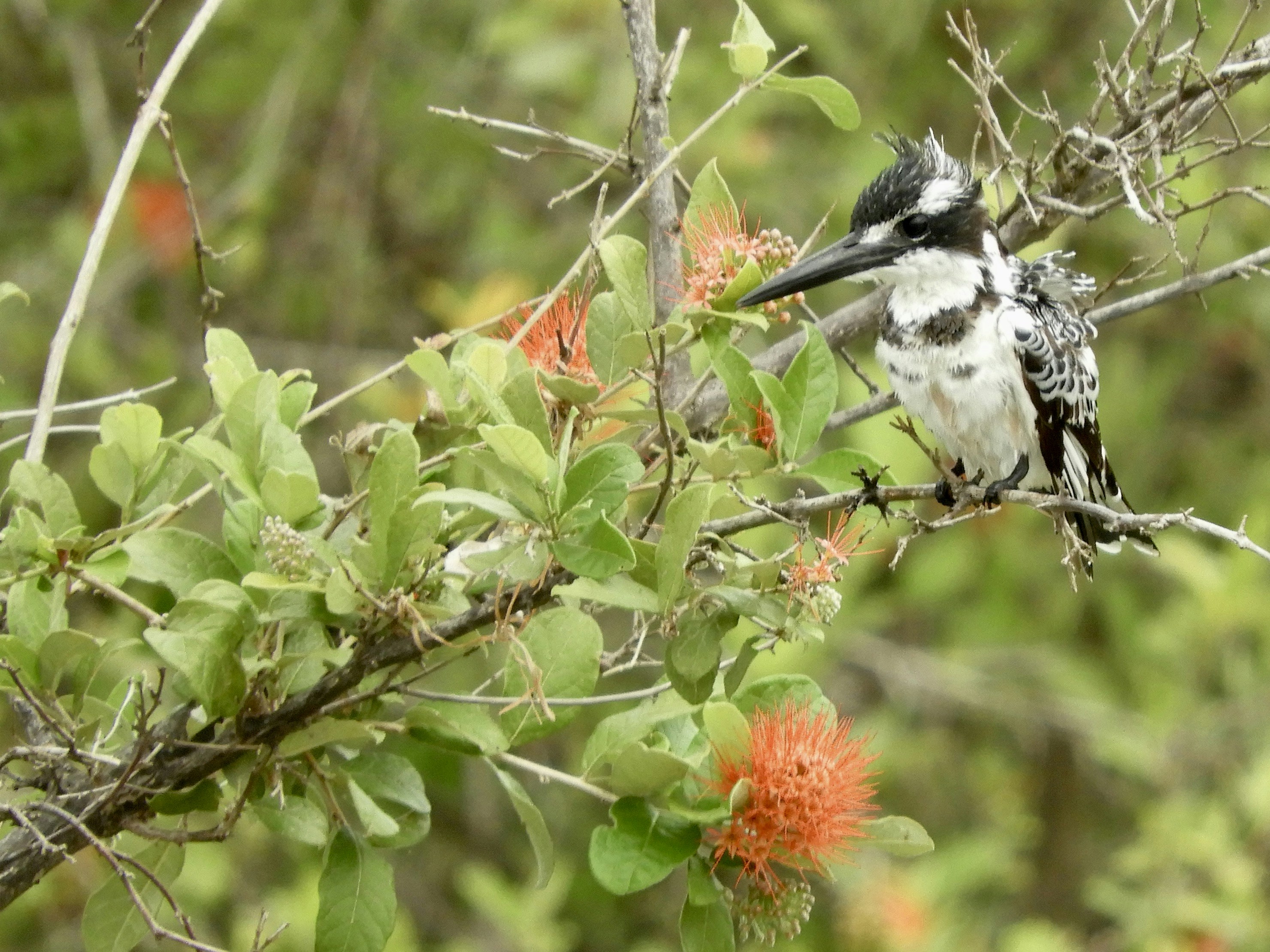 Crested Perch: A Black-and-White Bird Among Orange Bottlebrush Blossoms