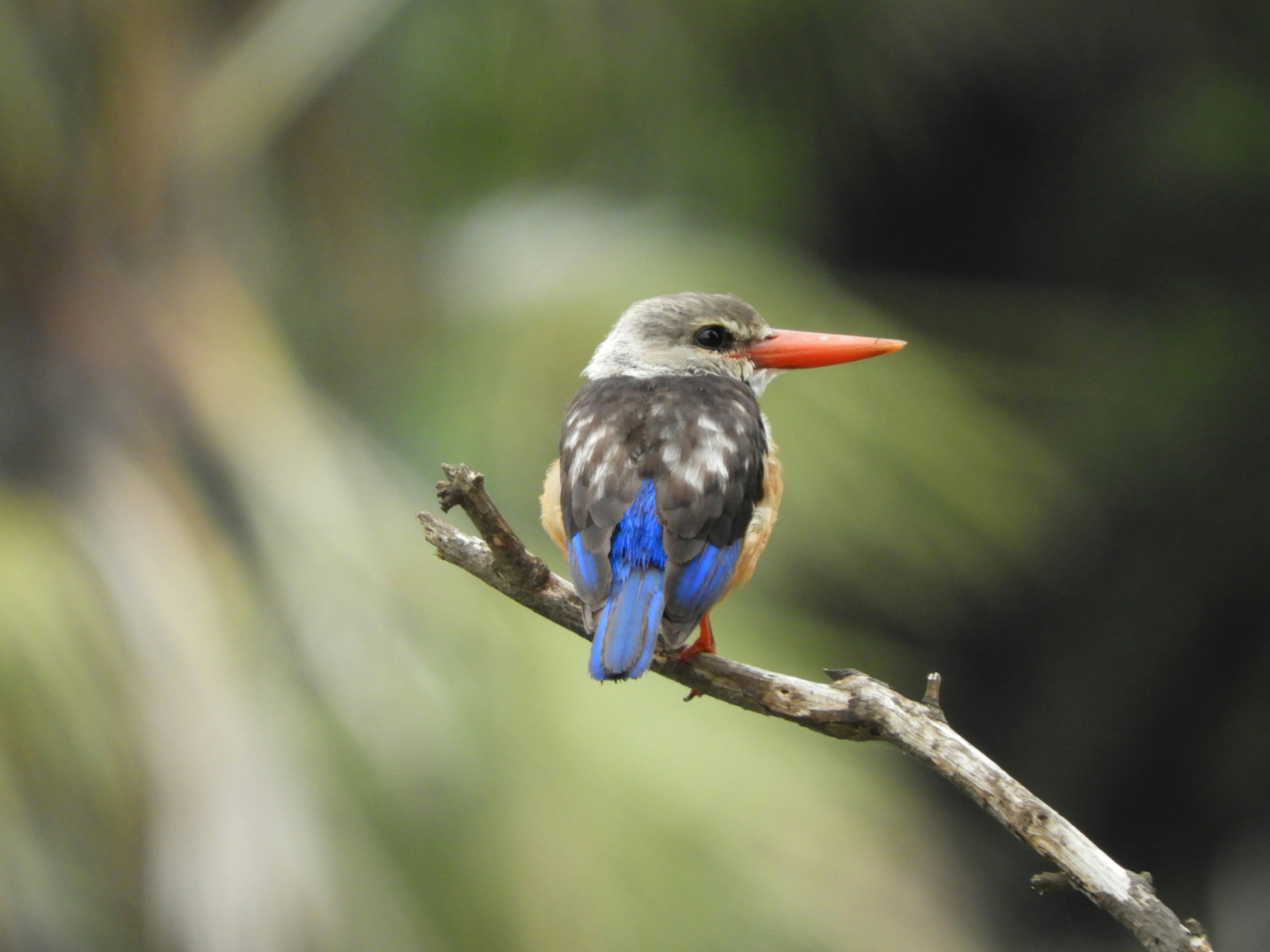 Colorful kingfisher perched on a branch against a blurred natural background.