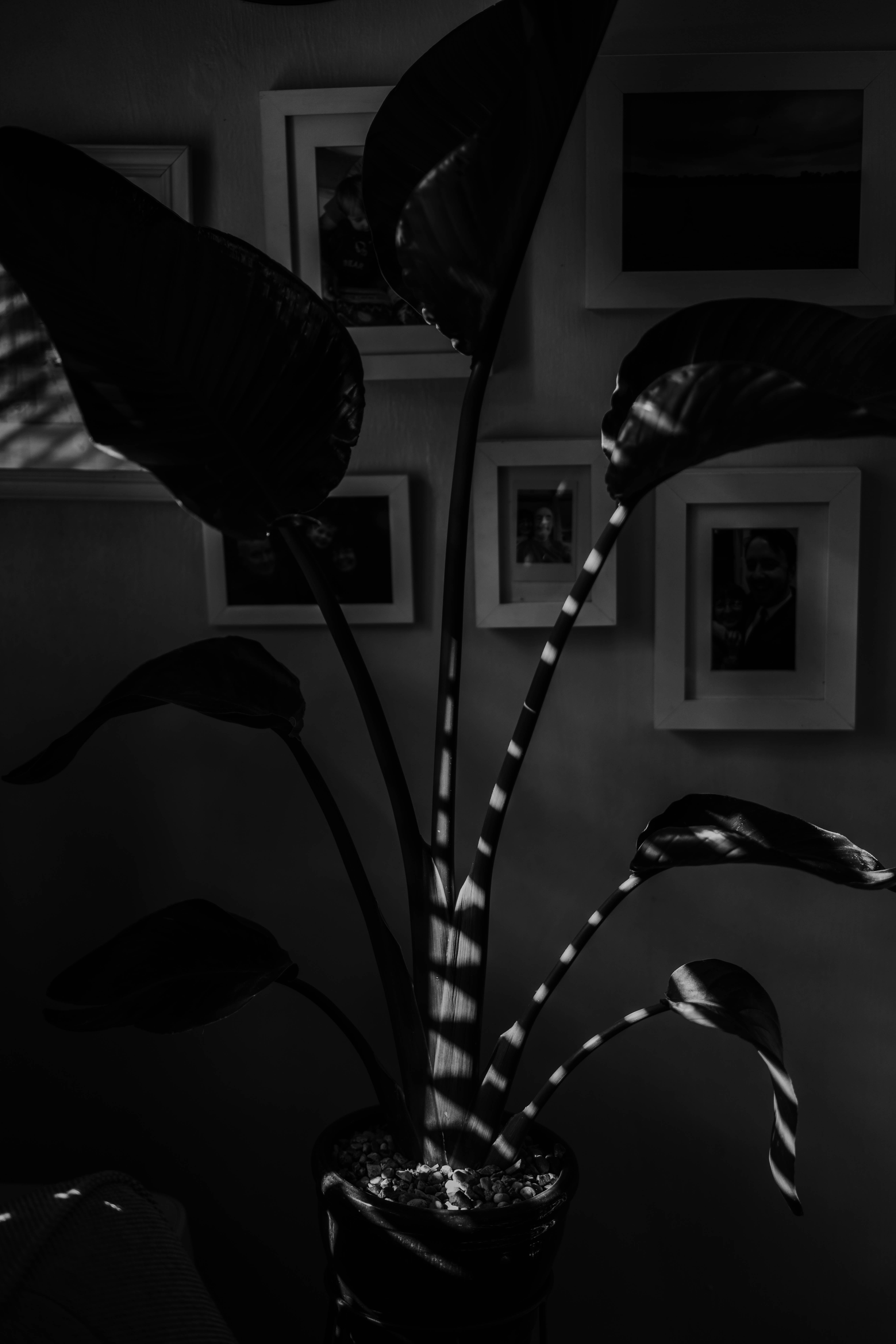 A lush plant casts intricate shadows against a wall adorned with framed photographs, highlighting the interplay of light and texture.