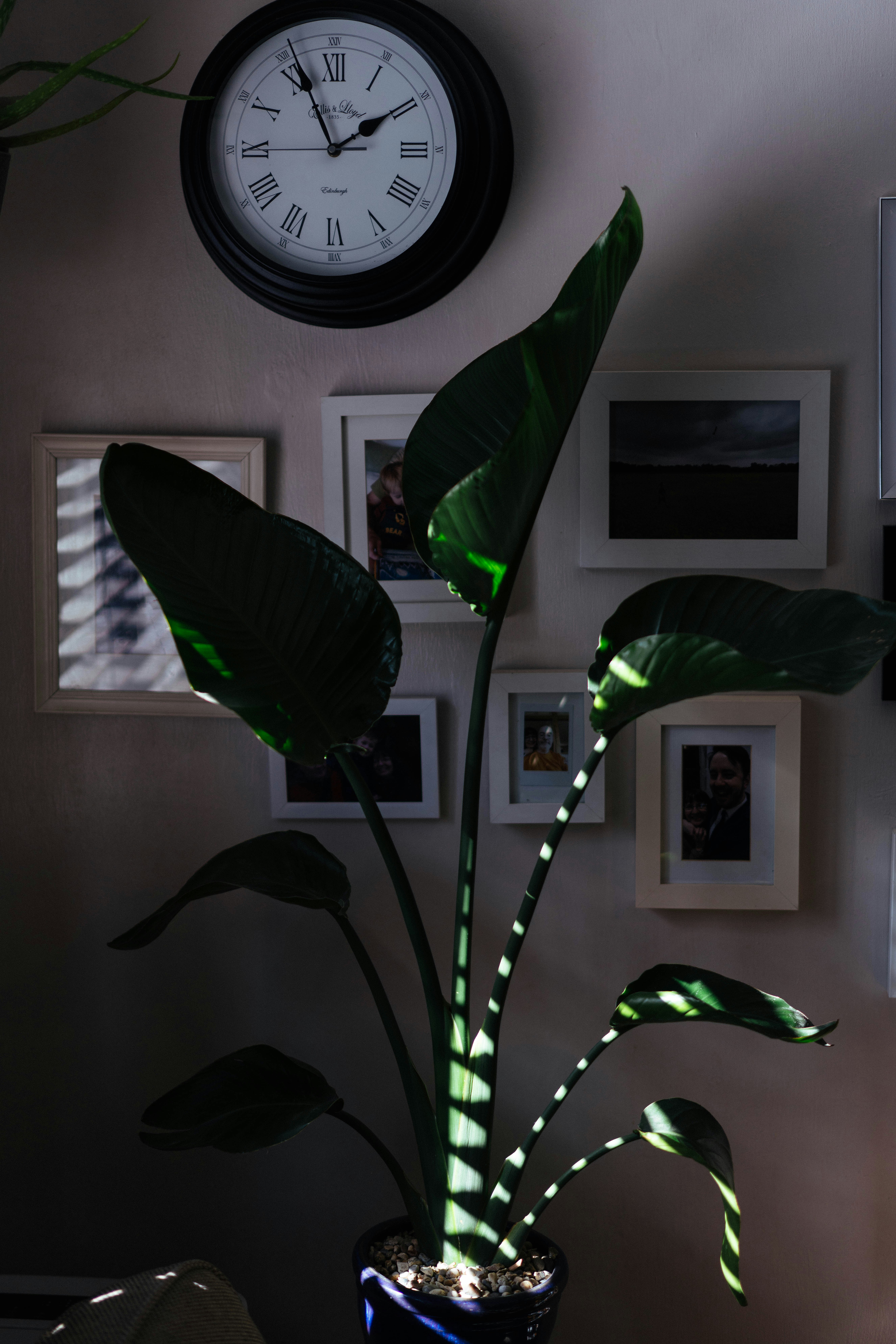 Light-Stripped Foliage by a Quiet Clock: An Indoor Portrait