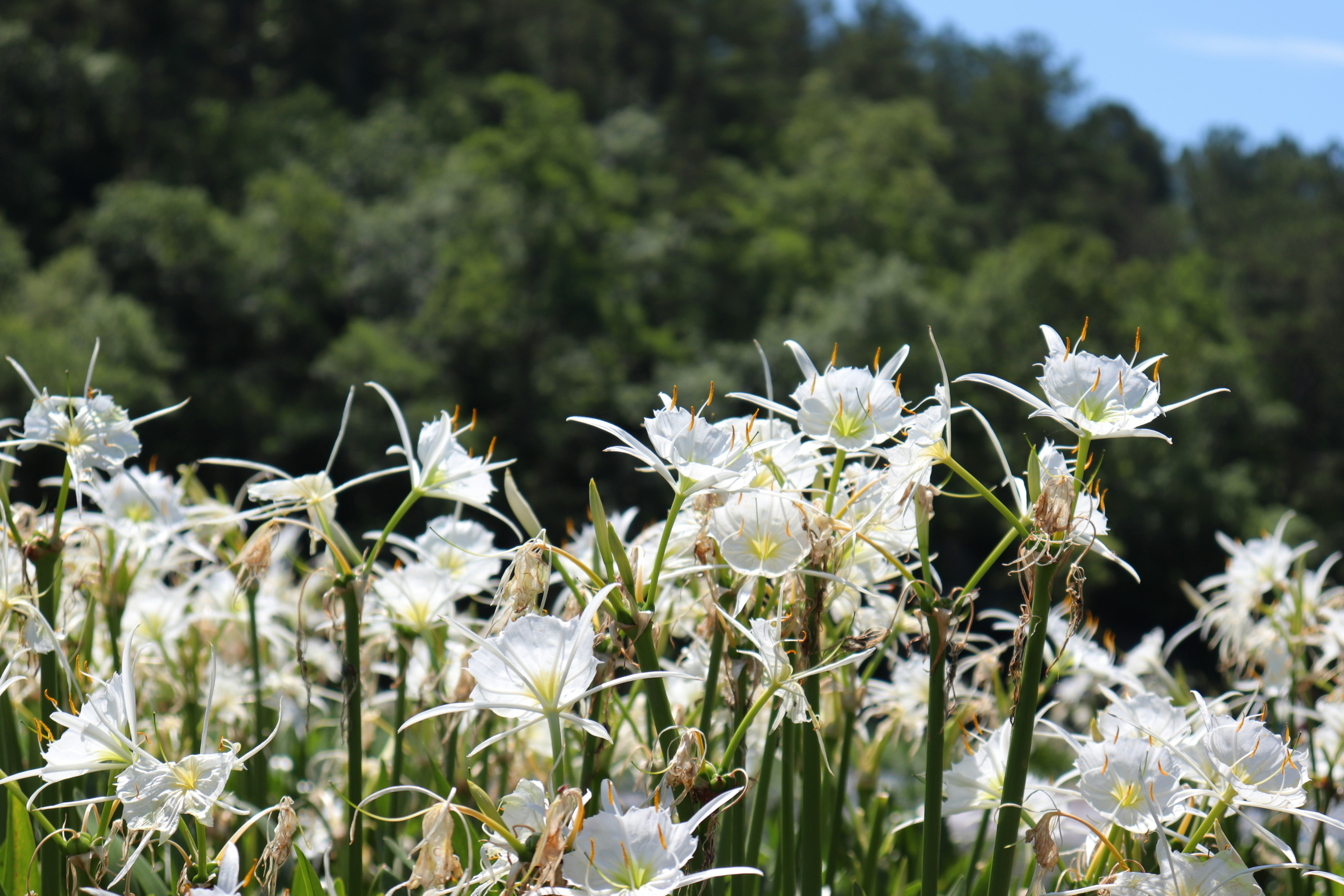 White Crown: Field of Starry Daisies Under a Quiet Sky
