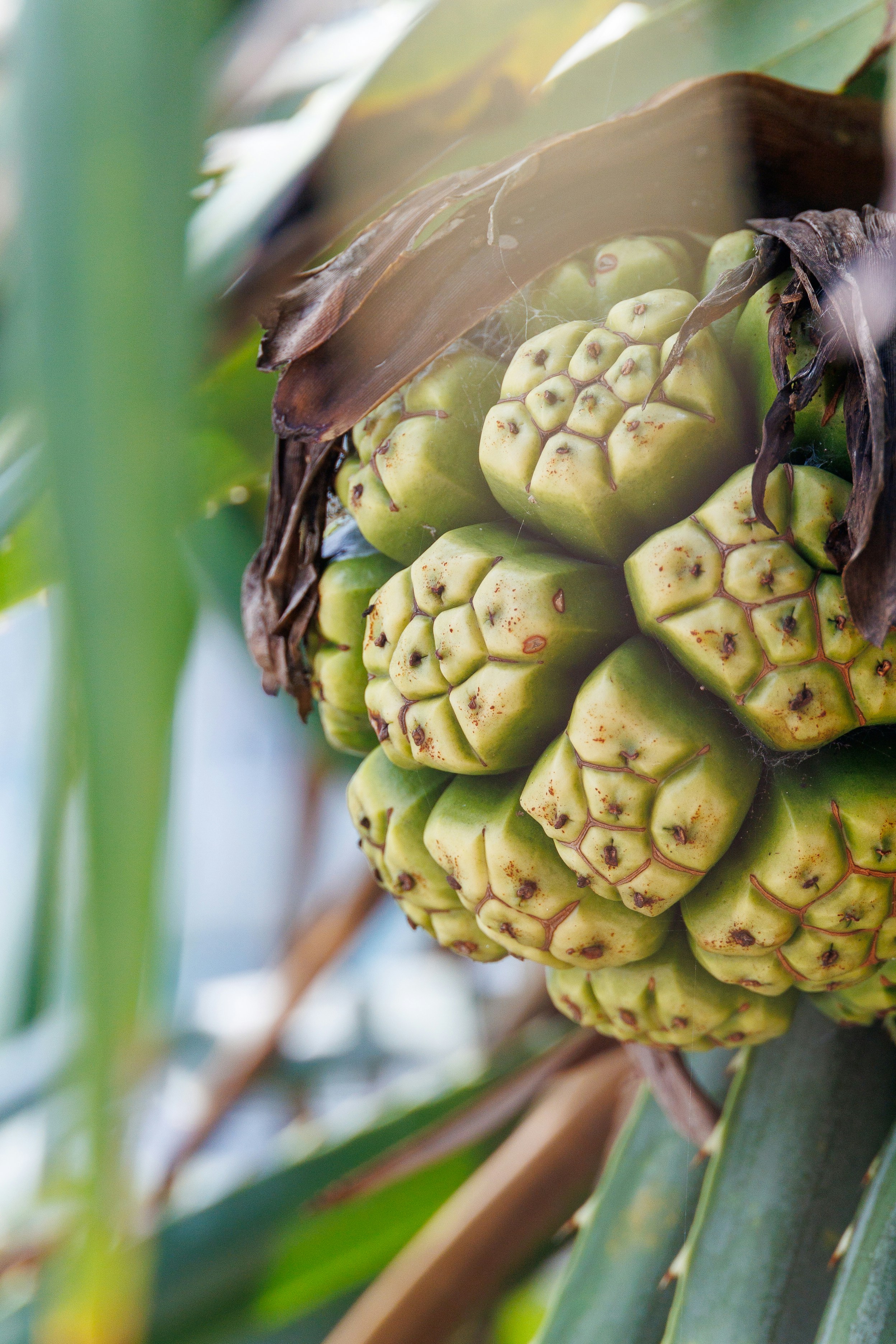 A close-up of a tropical pandanus fruit. photo – Free Beach Image on ...