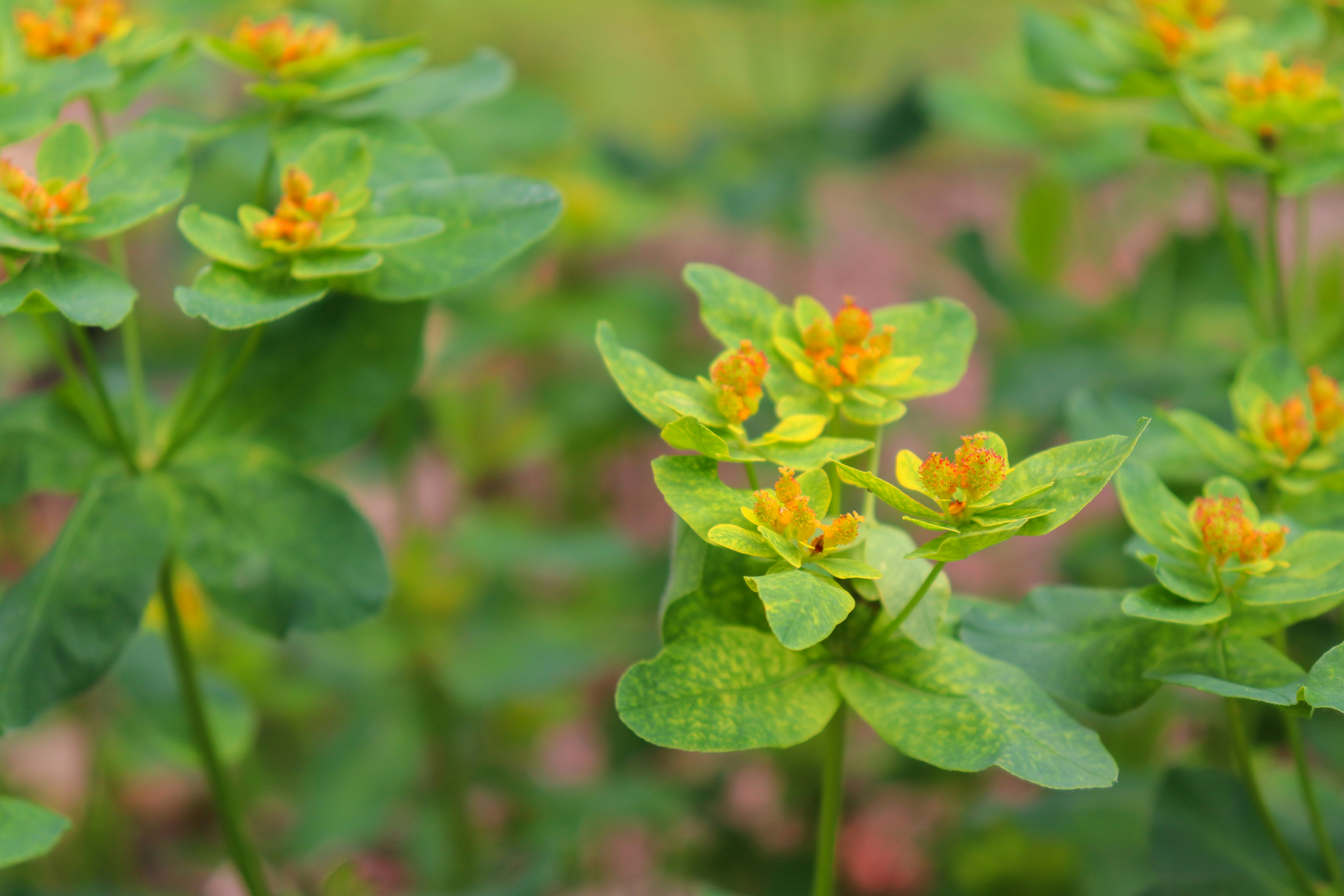 Vibrant Harmony of Nature's Palette