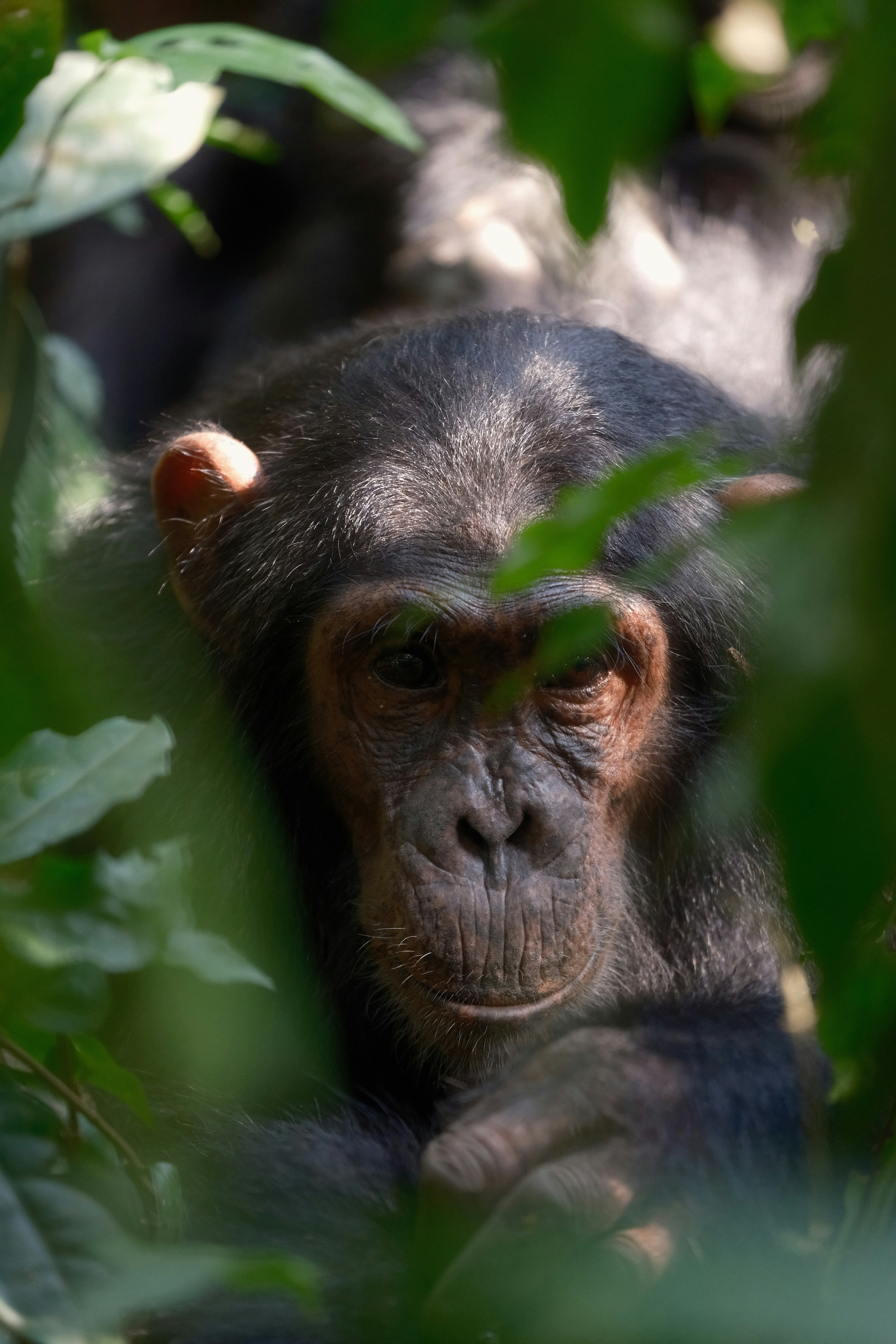 A chimpanzee peeks out from the jungle foliage. photo – Free Forest ...
