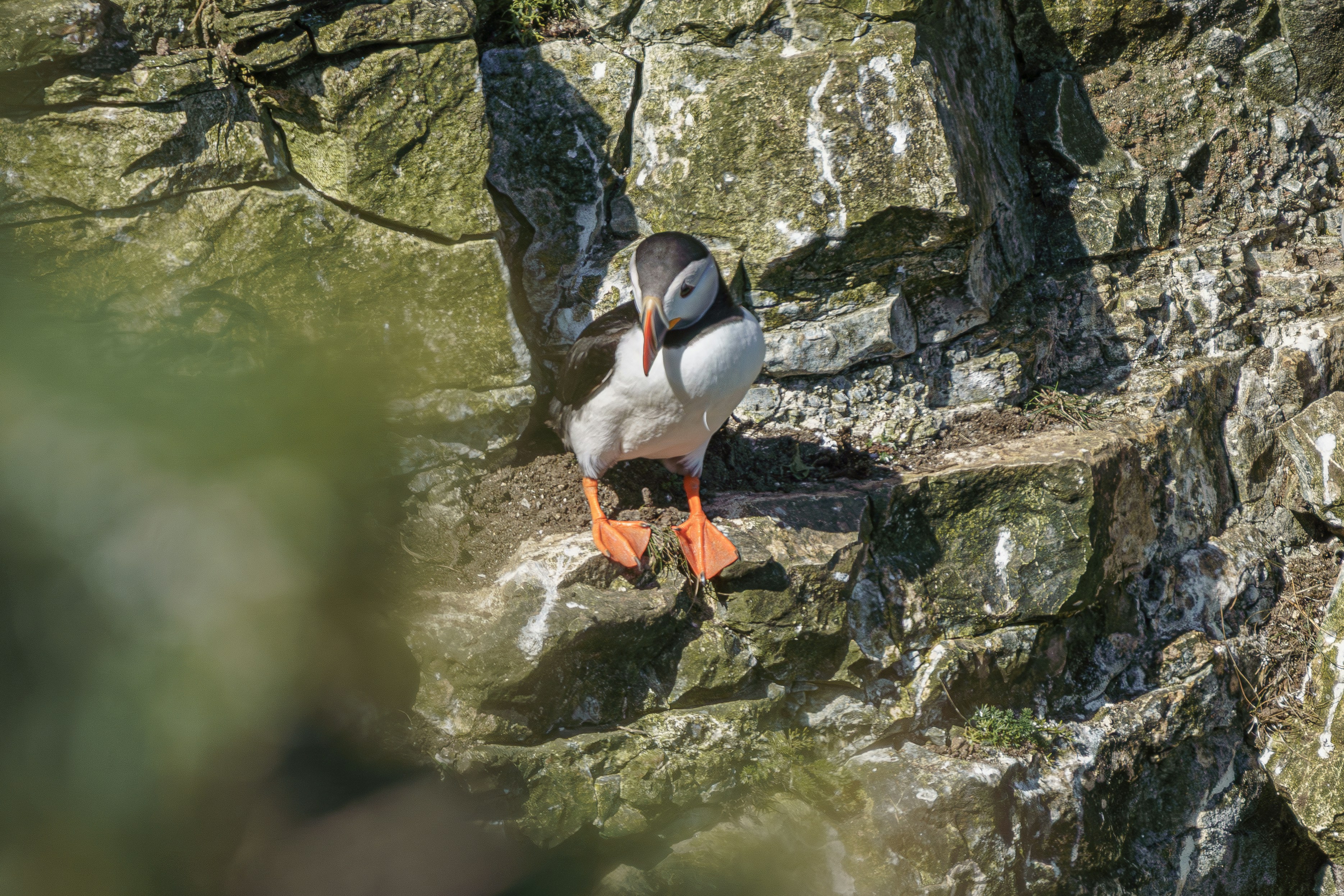 A puffin stands on a rocky cliff face. photo – Free Animal Image on ...