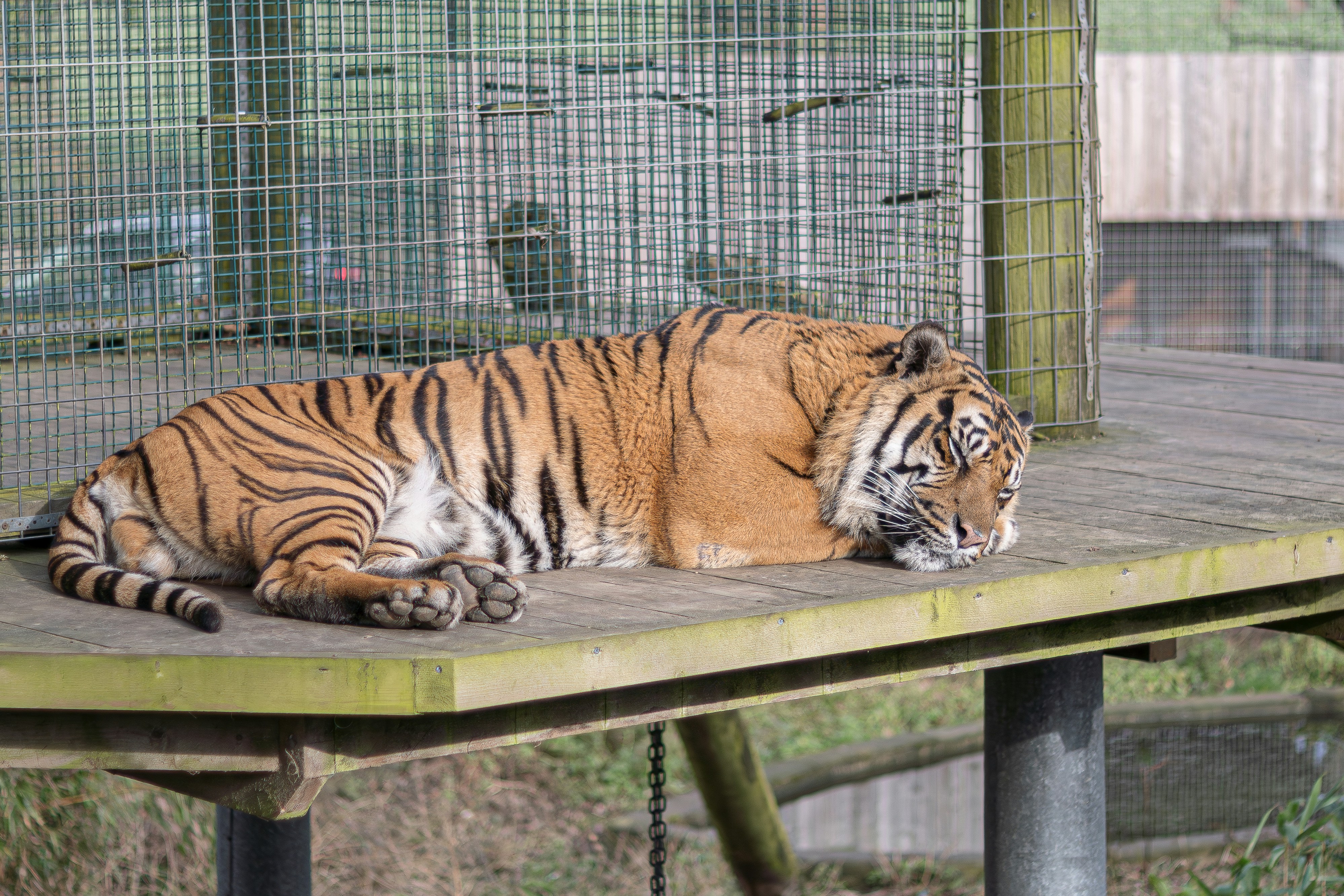 A tiger rests on a wooden platform. photo – Free Animal Image on Unsplash