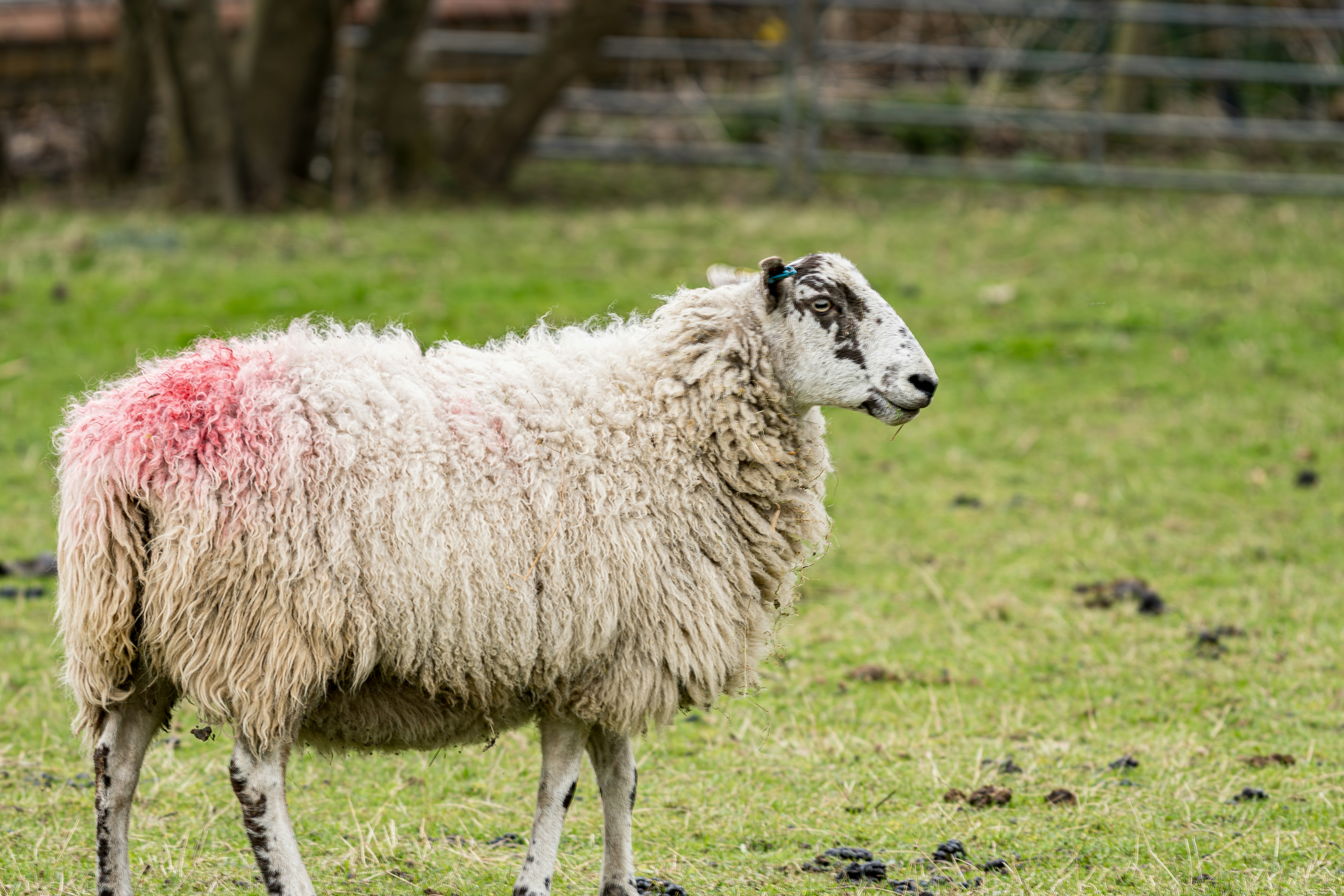 A sheep stands in a grassy field, marked with a splash of red paint, observing its surroundings. The scene captures the essence of rural life.