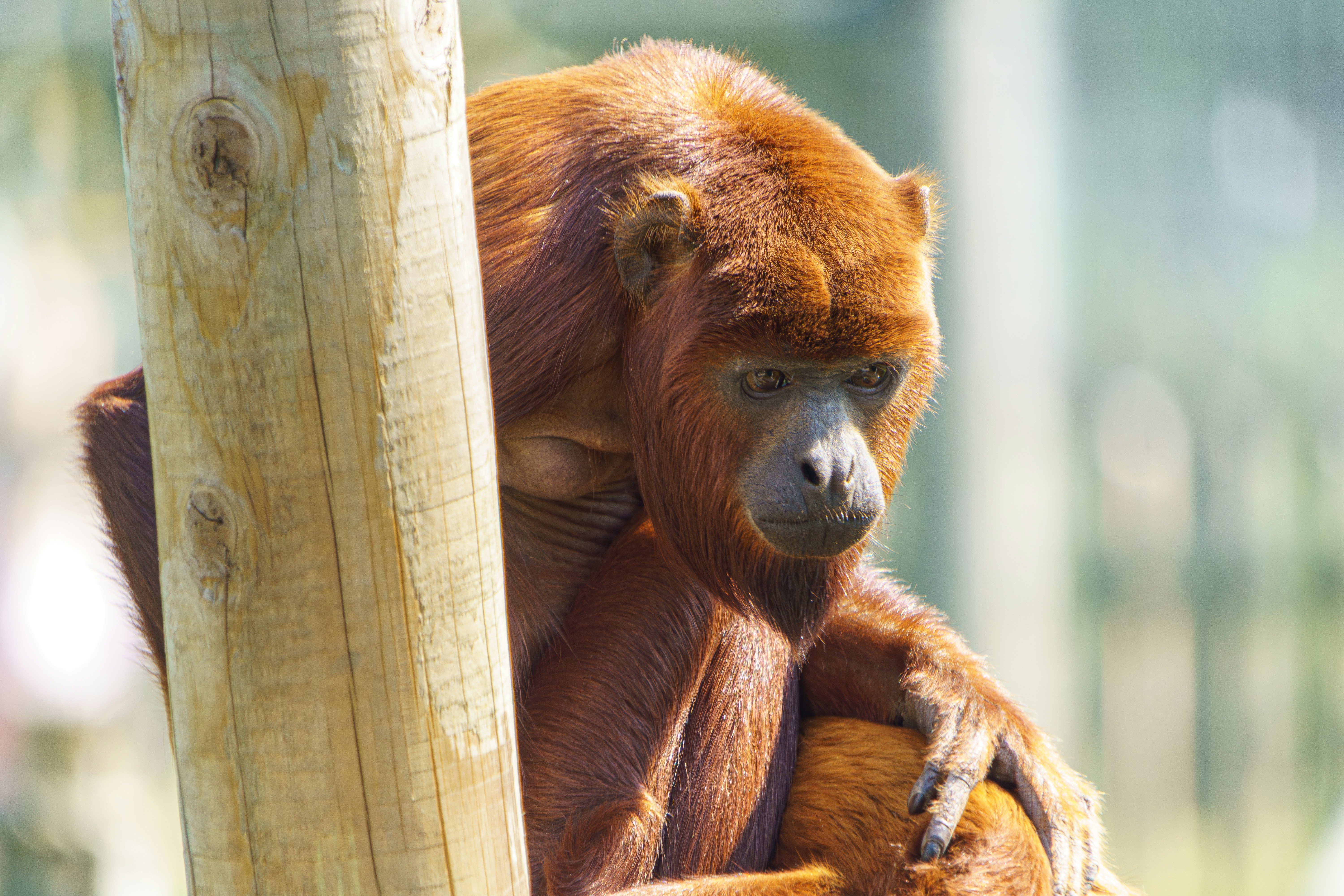 A brown monkey is resting next to a tree. photo – Free Animal Image on ...