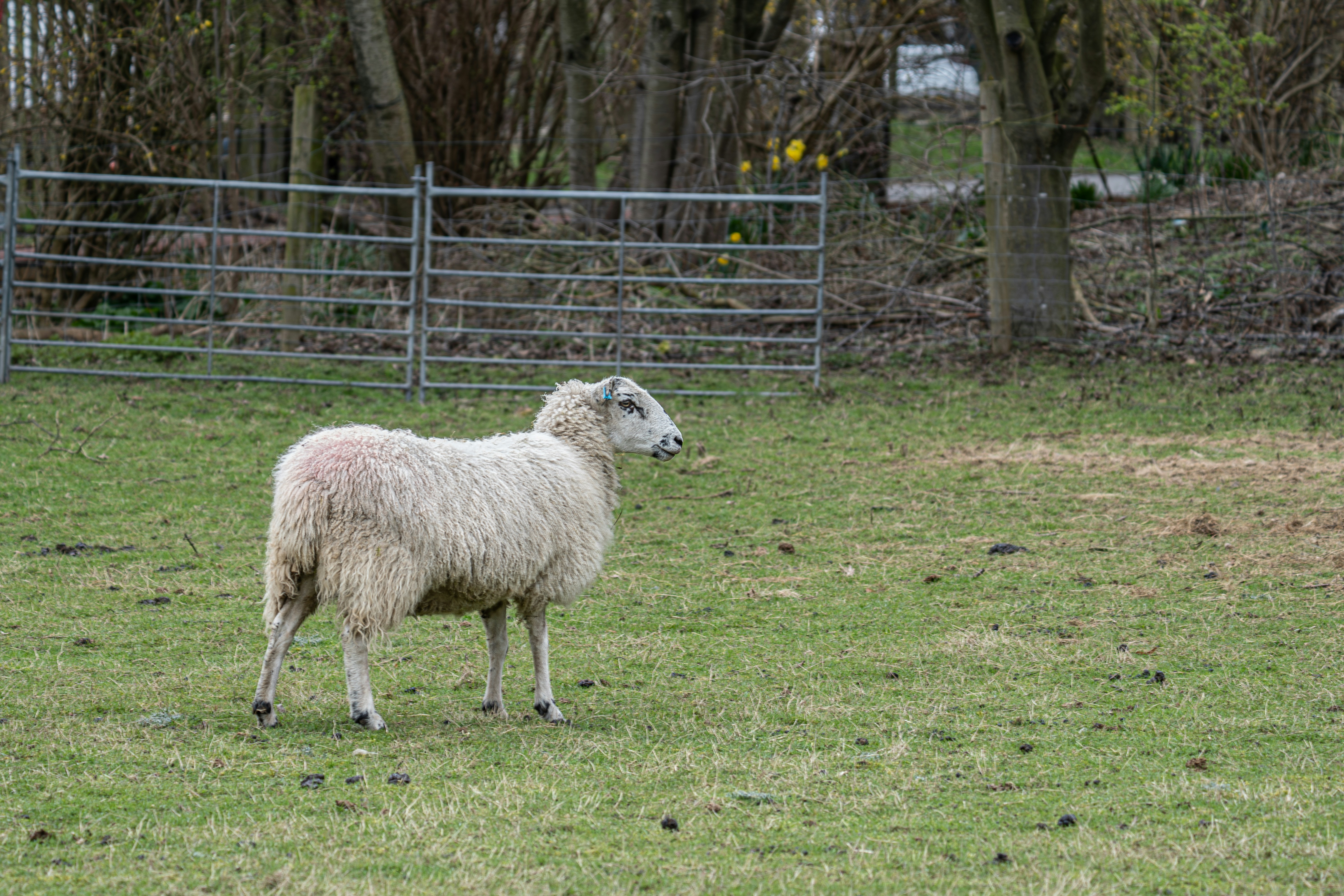 A sheep stands alone in a green pasture. photo – Free Animal Image on ...