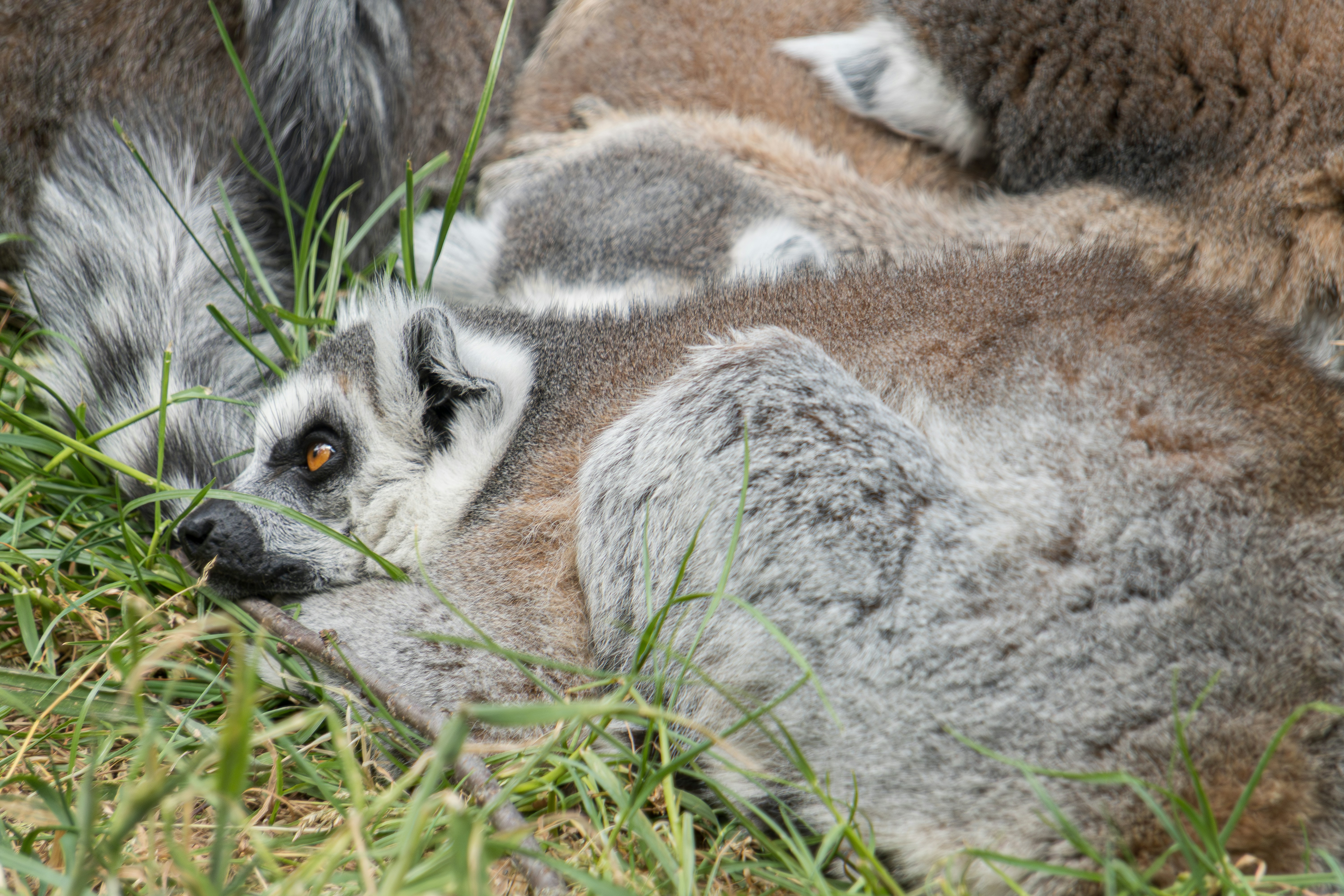 Ring-tailed lemurs relaxing in the grass. photo – Free Cat Image on ...