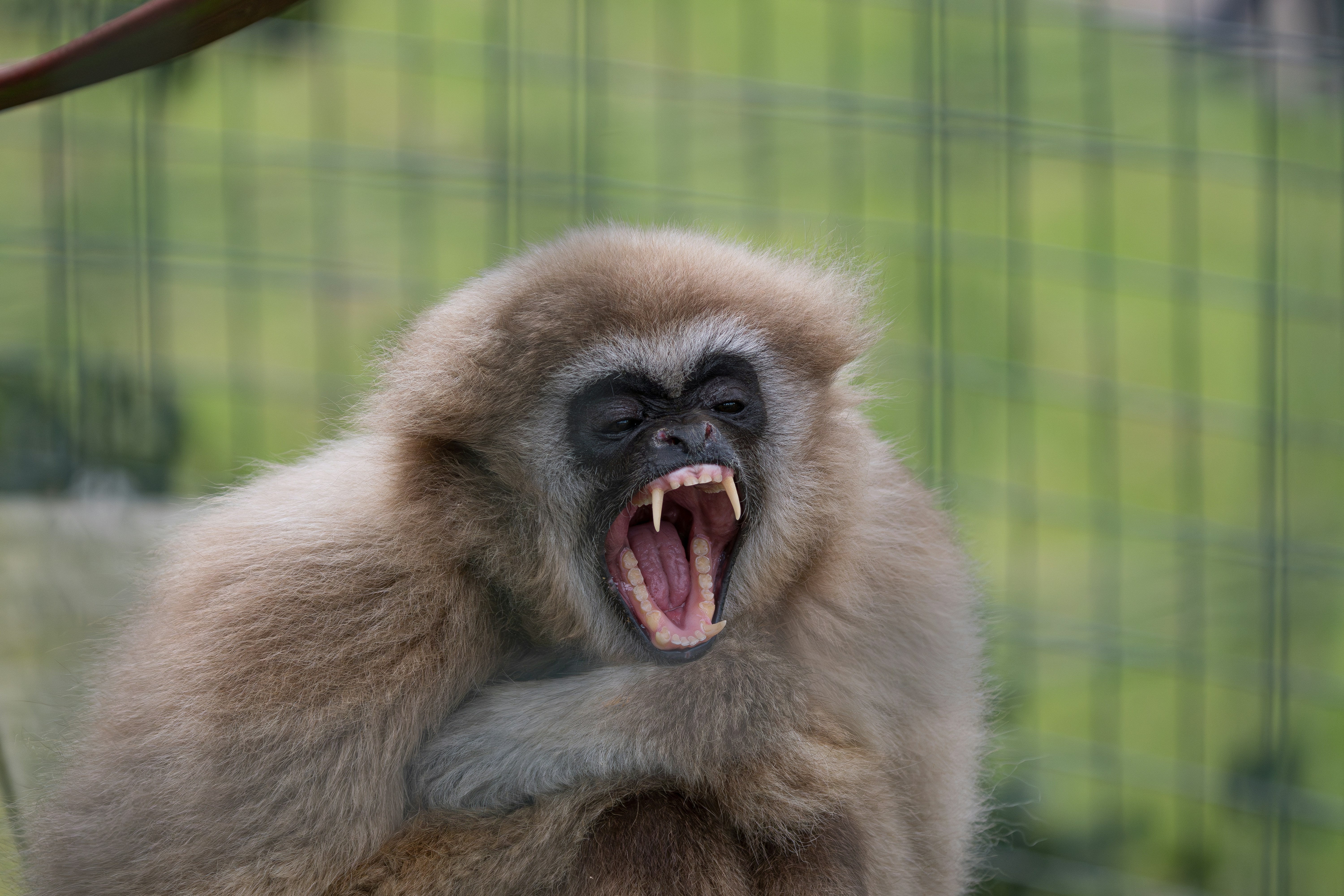 A monkey shows its teeth with a wide yawn. photo – Free Animal Image on ...