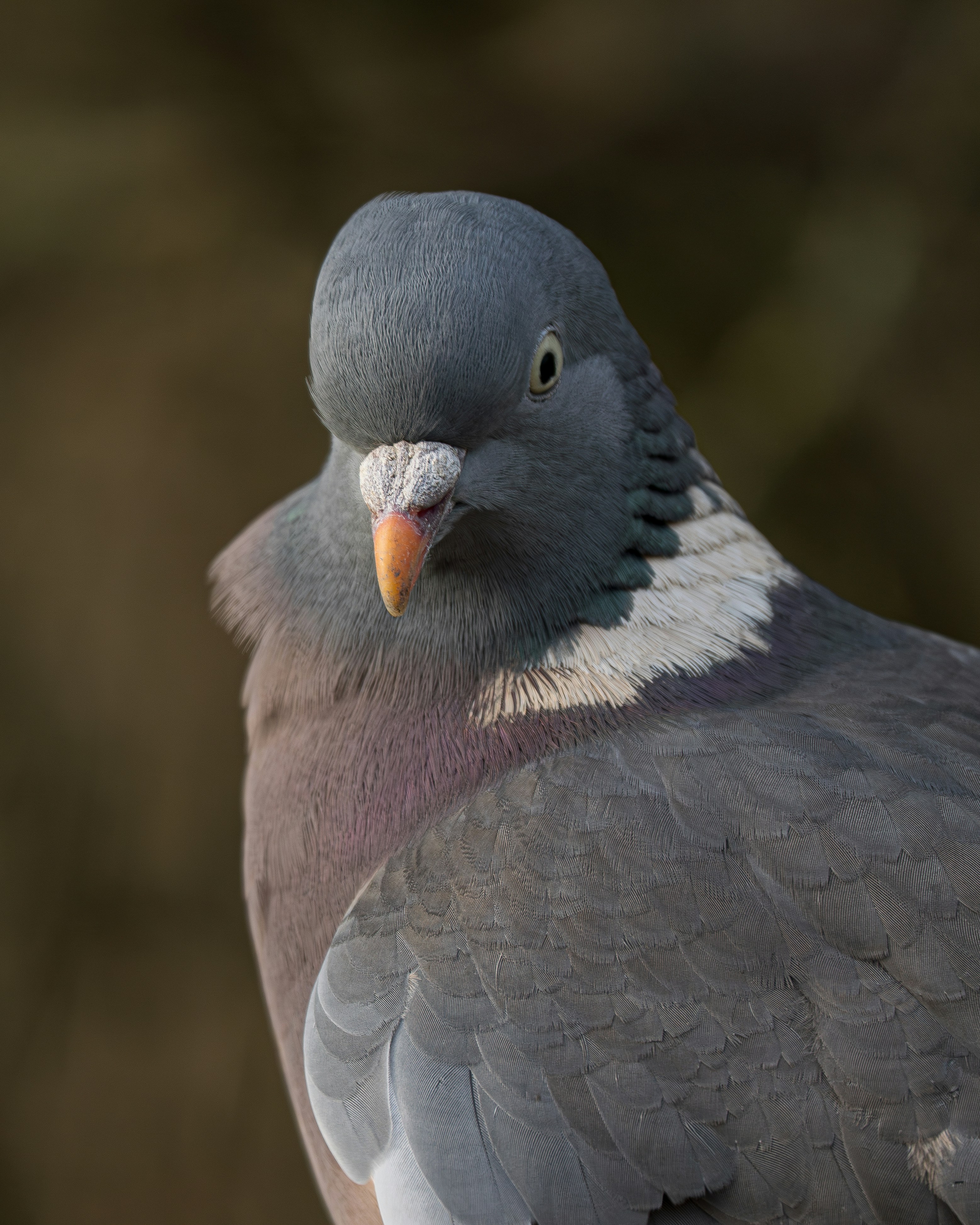 A close-up of a gray pigeon looking forward. photo – Free Animal Image ...
