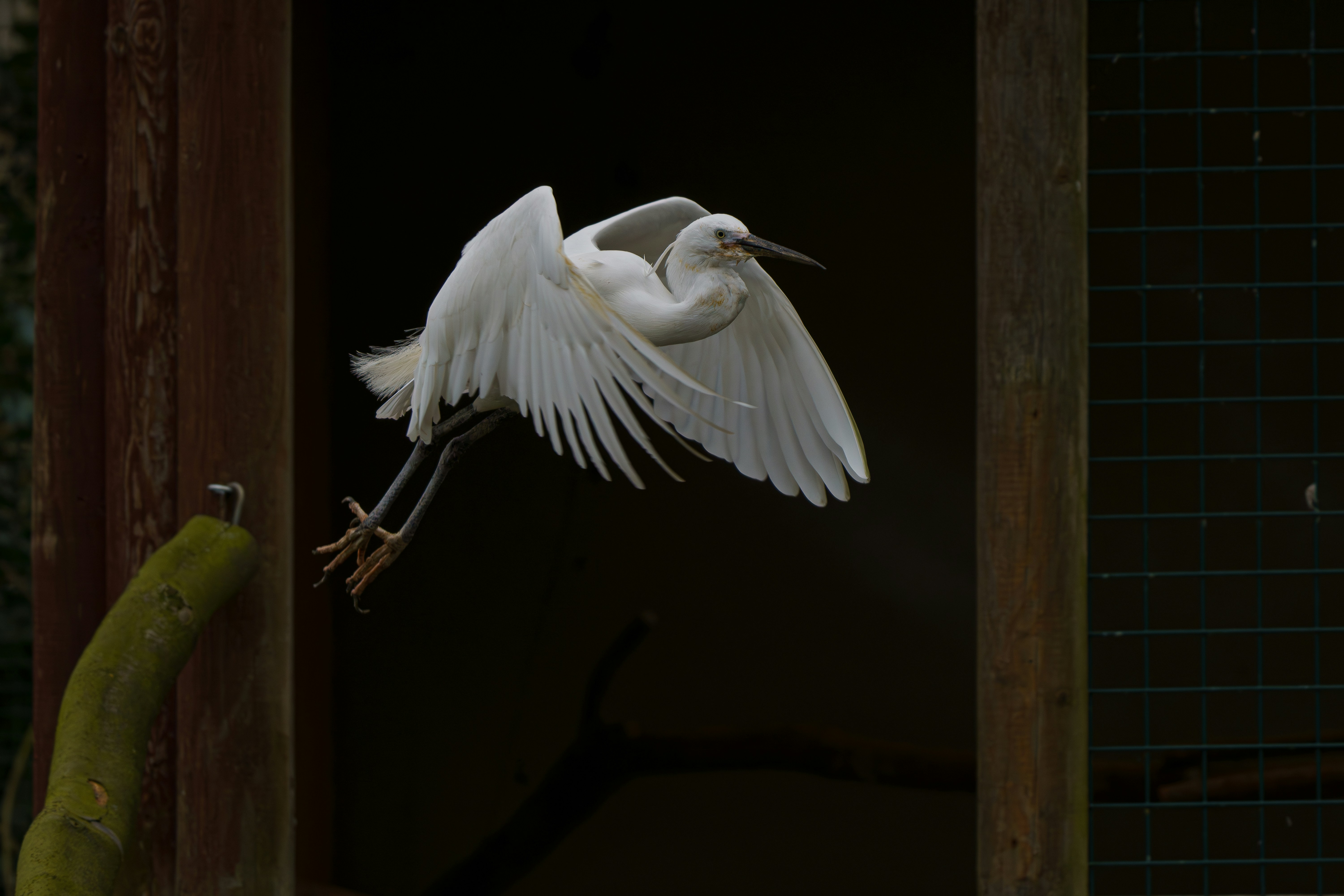 A white bird takes flight. photo – Free Bird Image on Unsplash