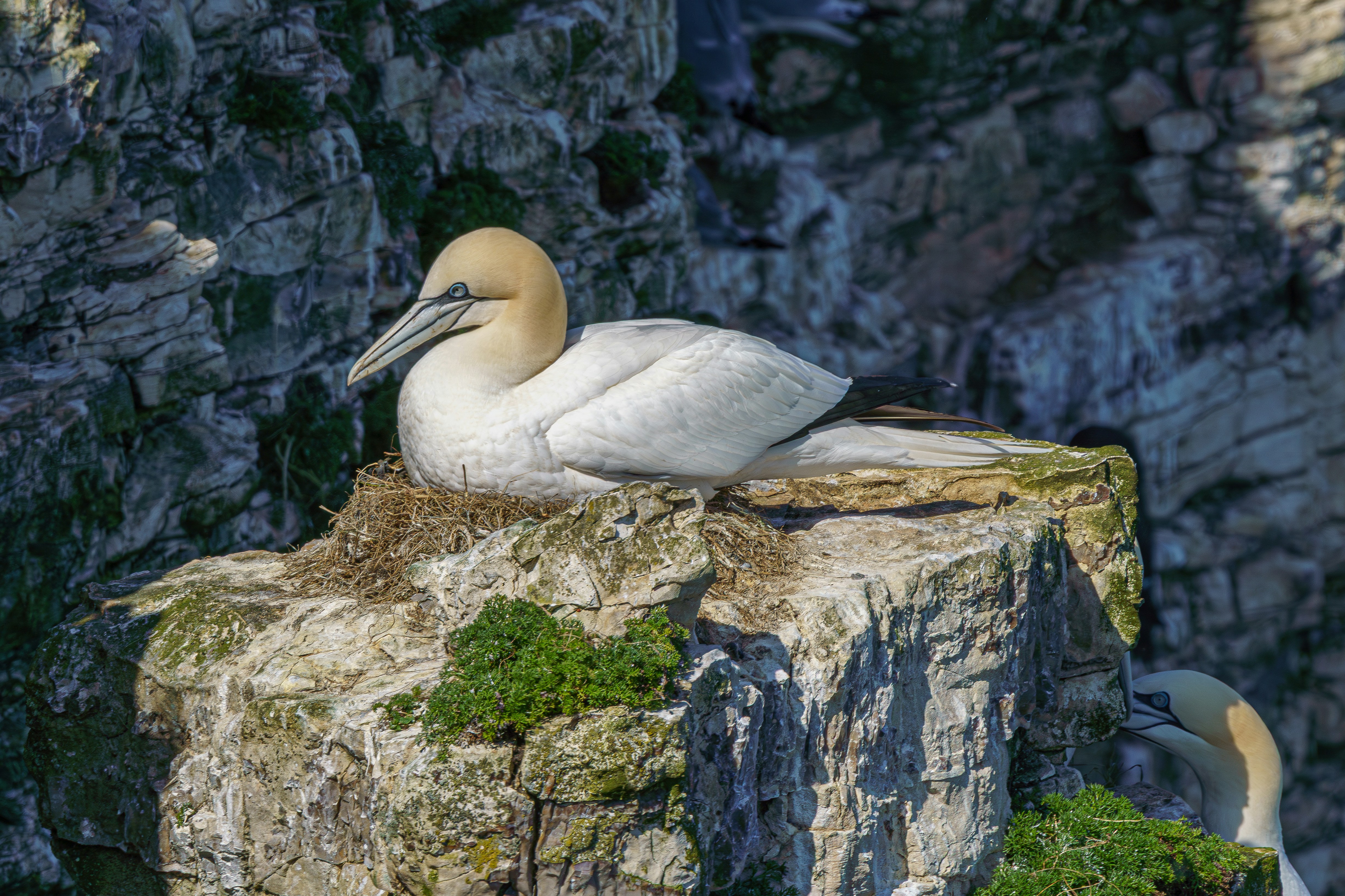 A gannet sits on a cliffside nest. photo – Free Bird Image on Unsplash