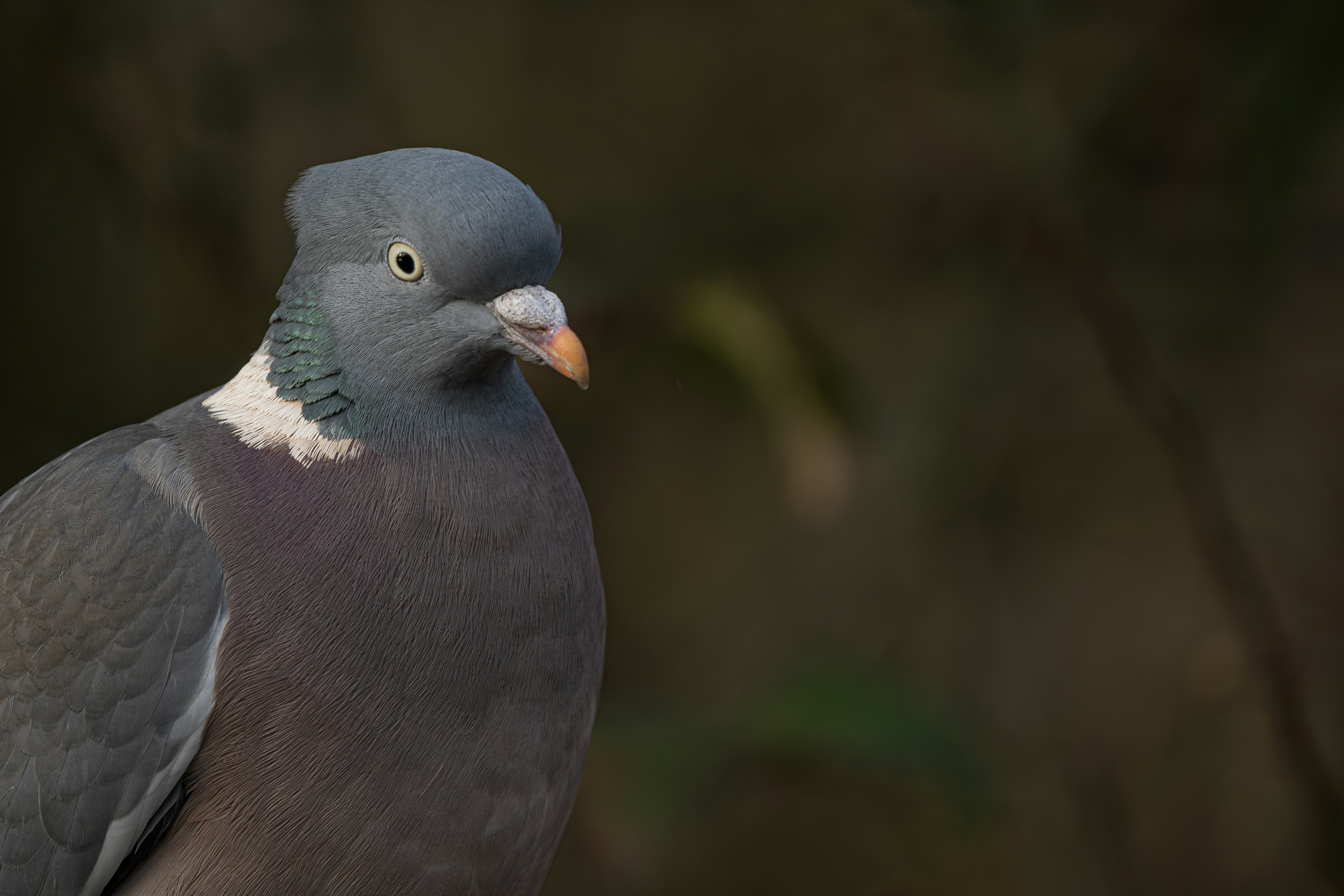 A pigeon looks directly at the camera. photo – Free Bird Image on Unsplash