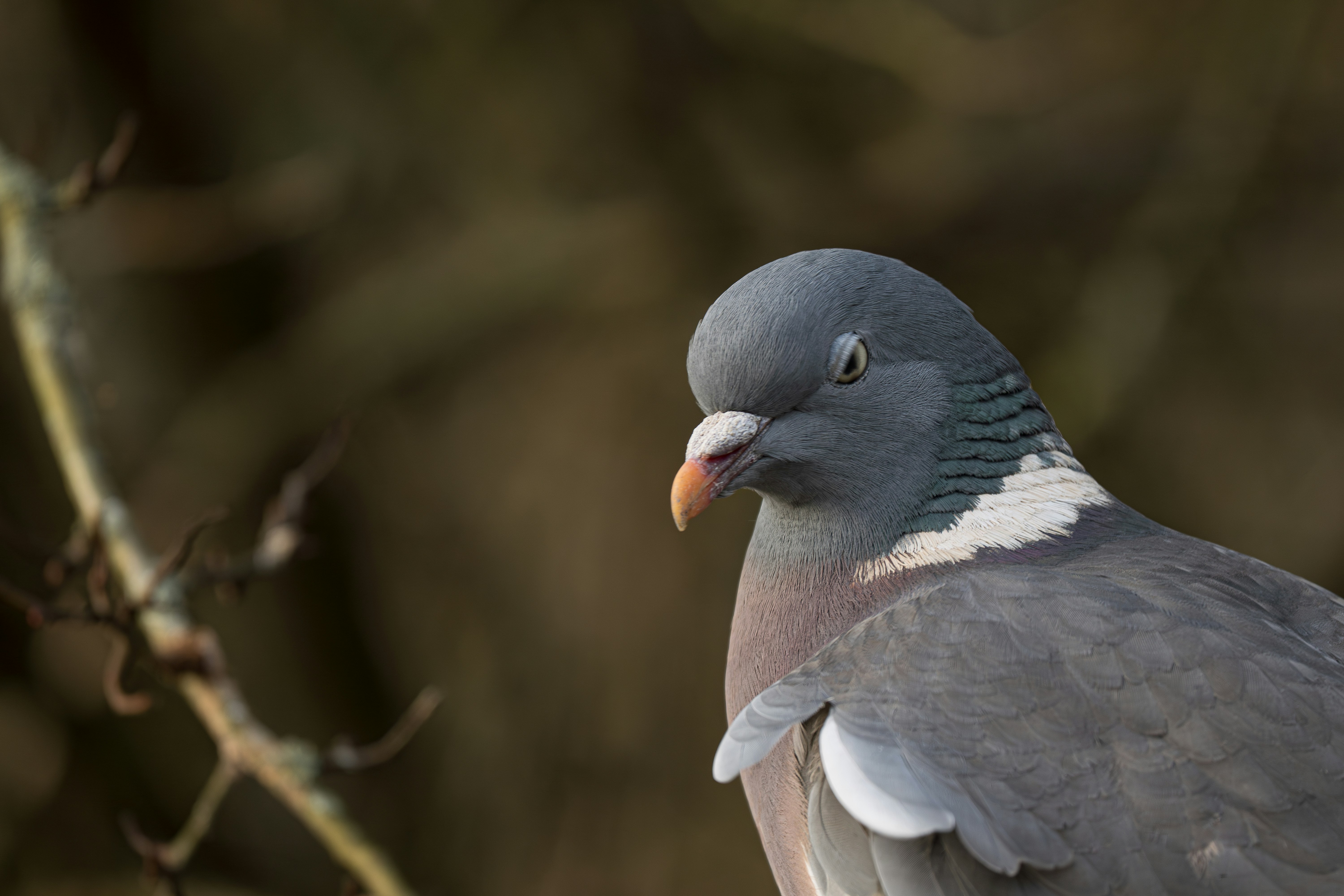 A close-up of a pigeon in natural habitat. photo – Free Bird Image on ...