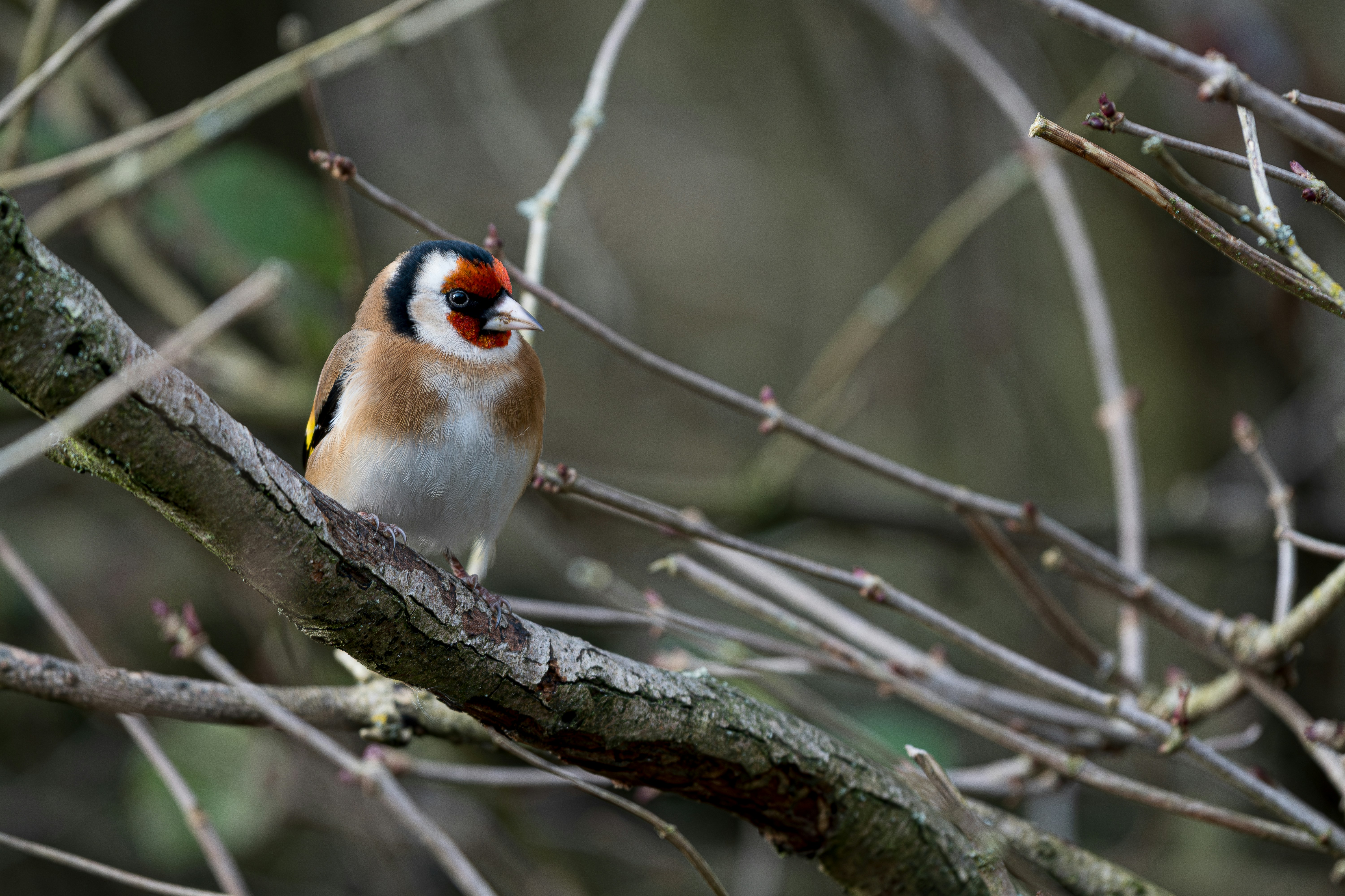 A goldfinch bird perches on a tree branch. photo – Free Animal Image on ...