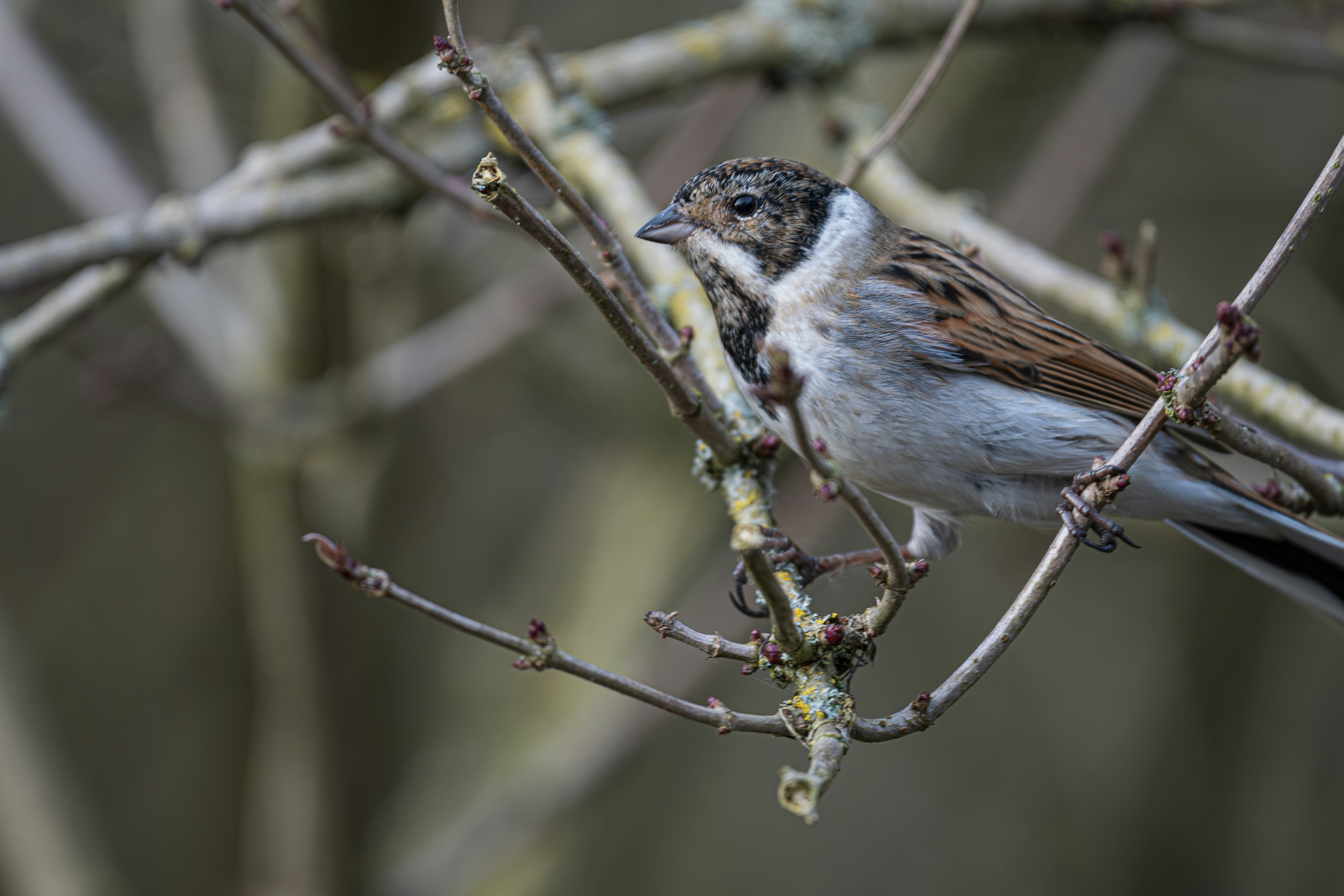 A reed bunting sits on a bare branch. photo – Free Bird Image on Unsplash