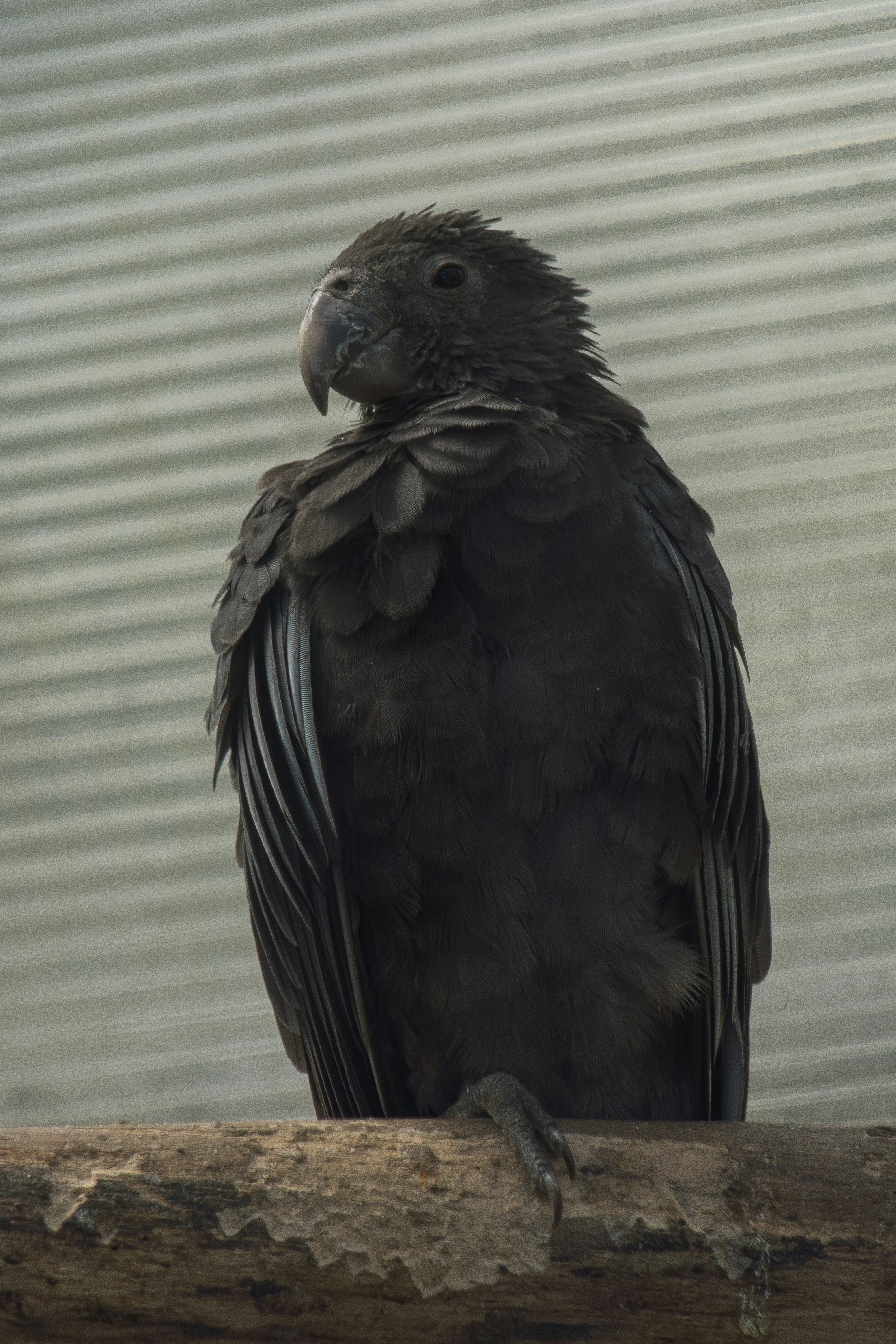A black parrot perches on a wooden branch. photo – Free Bird Image on ...