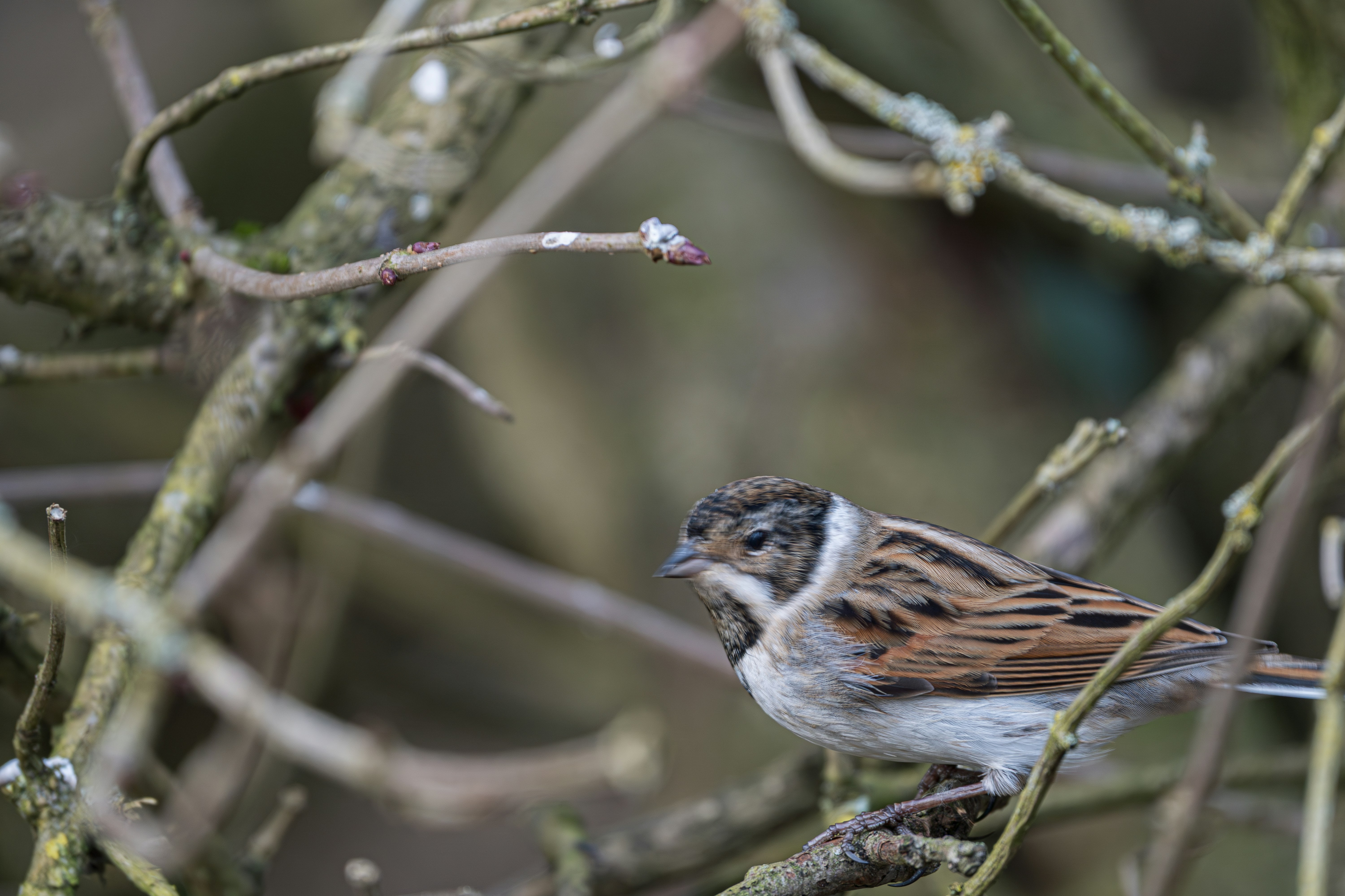 A bird perched on a branch in nature. photo – Free Bird Image on Unsplash