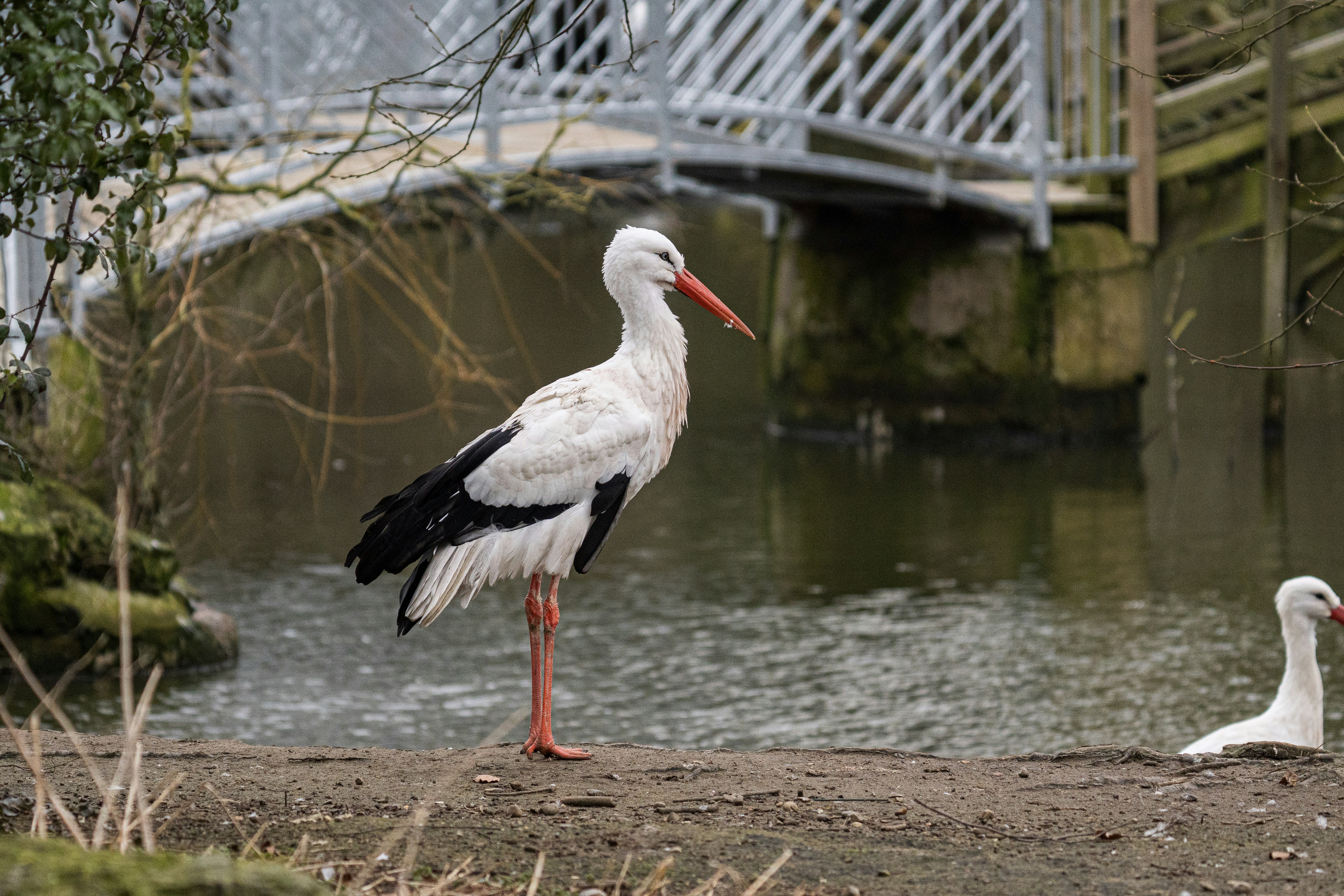 A stork stands by the water, near a bridge. photo – Free Bird Image on ...