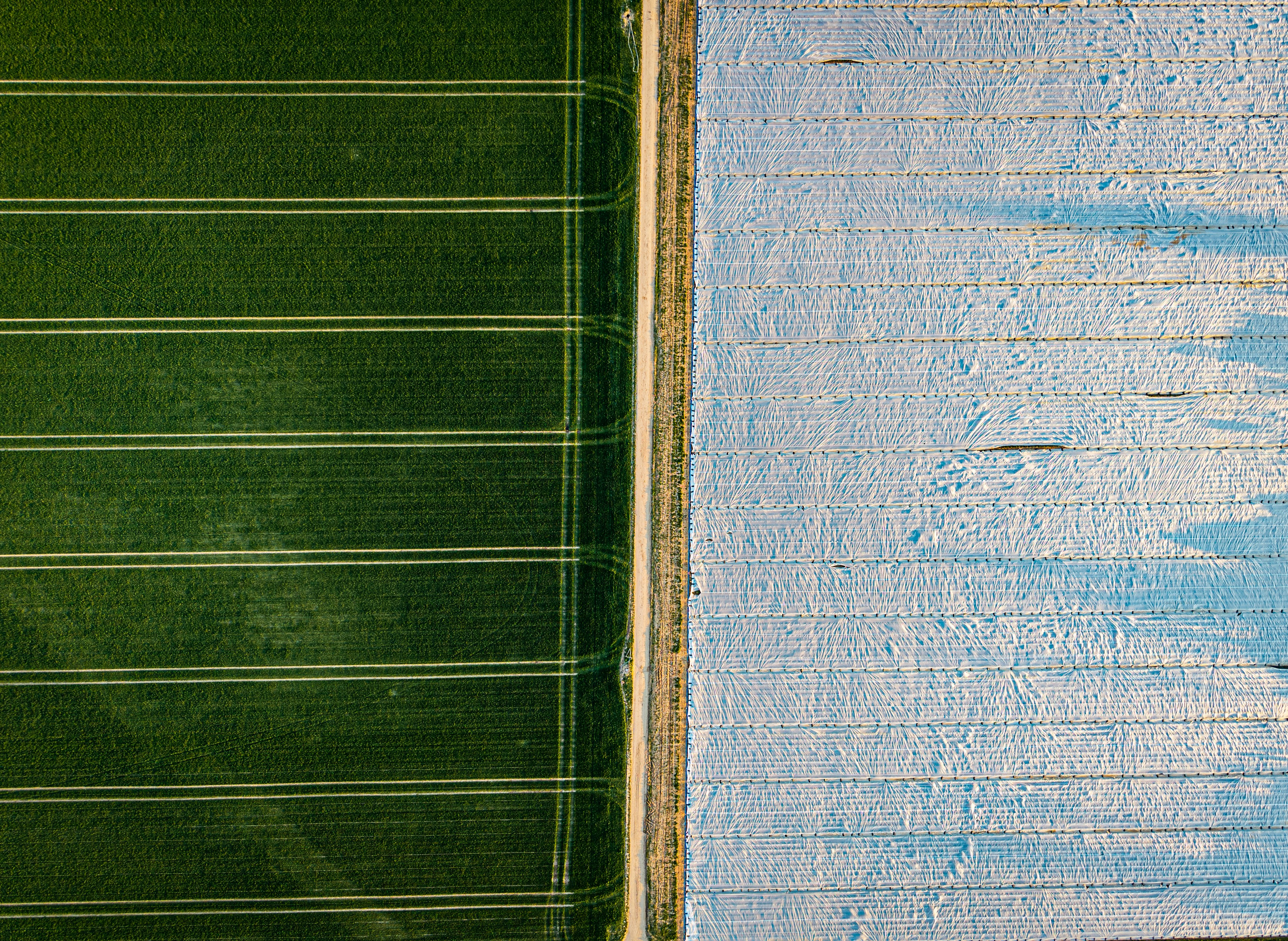 An aerial view of a divided agricultural landscape, with a green cultivated field on one side and a plastic-covered growing area on the other. A dirt road runs between the two sections, highlighting the contrast in farming techniques.
