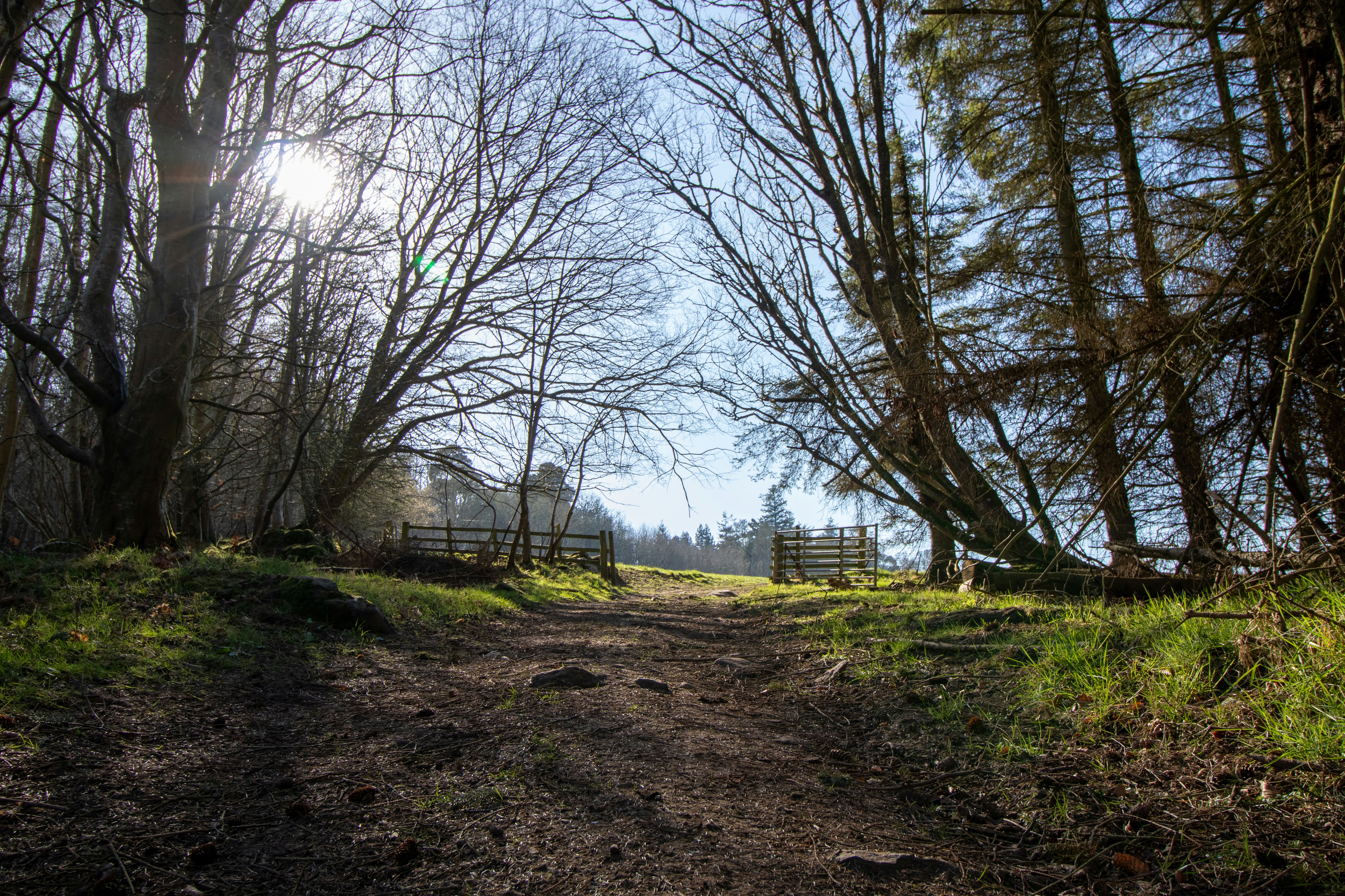 Un chemin ensoleillé traverse une forêt. photo – Image gratuite de ...