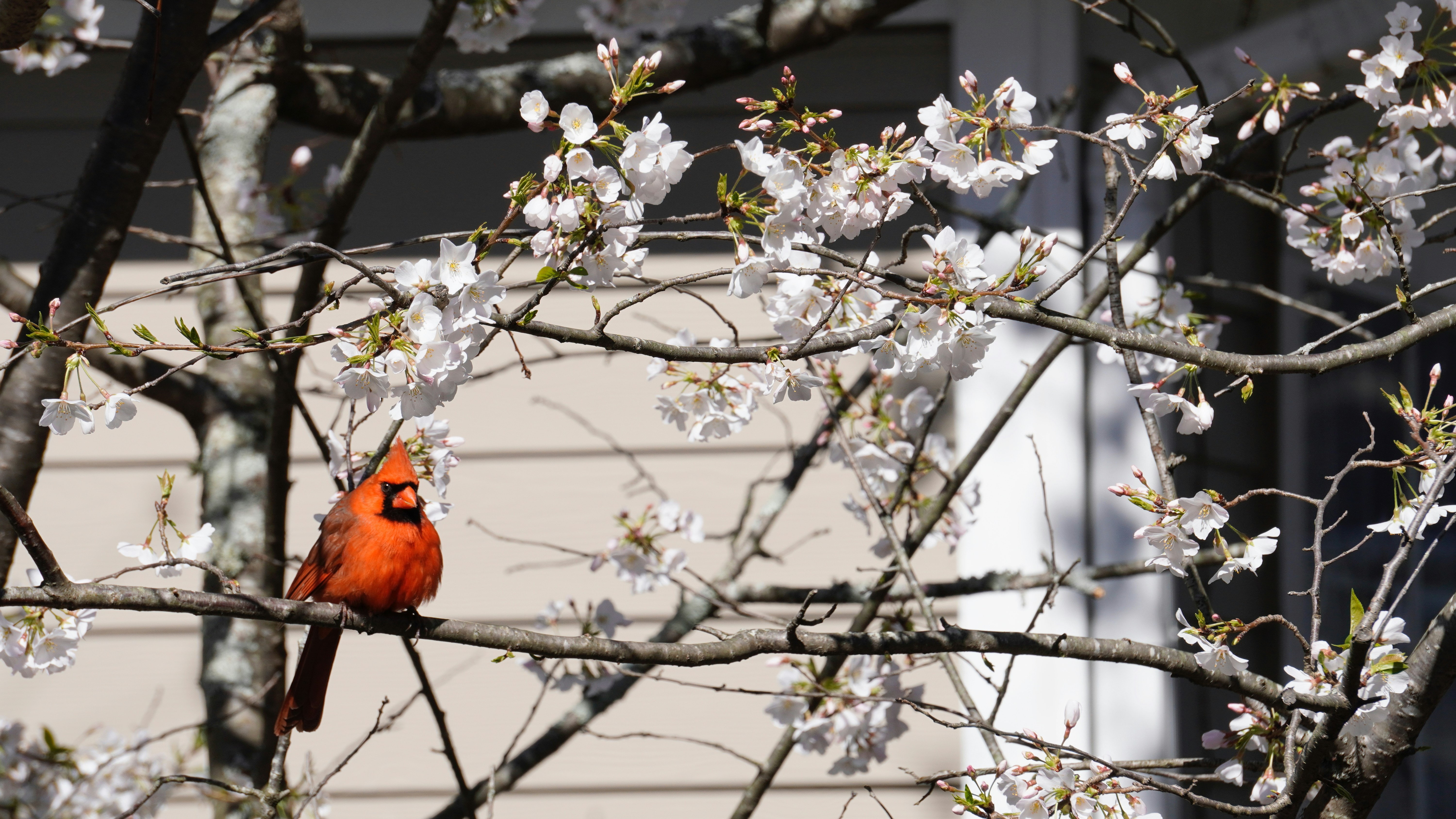 A red cardinal sits among cherry blossoms. photo – Free Flower Image on ...