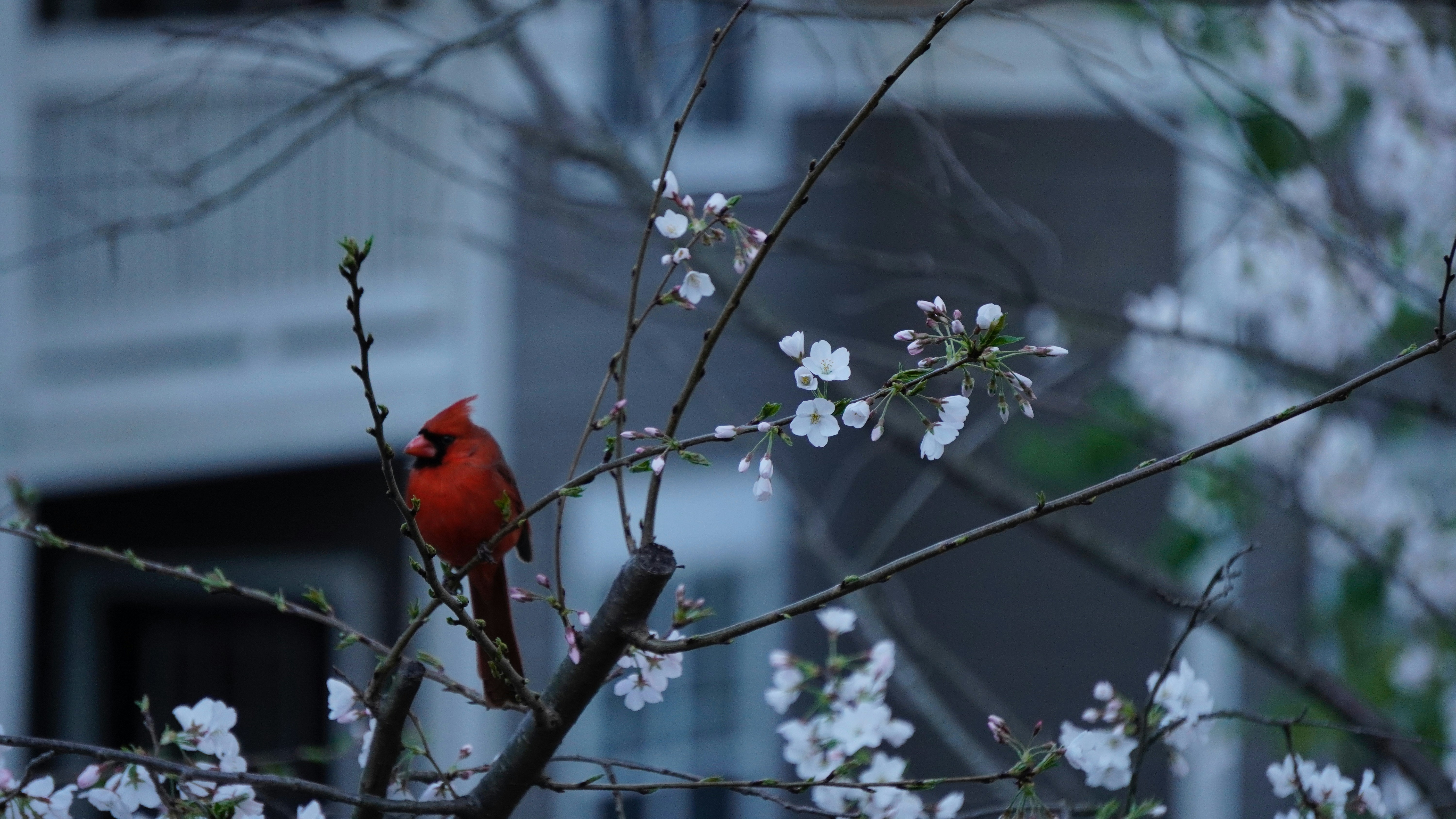Crimson Cardinal on a Blossom-Threaded Branch in a Quiet City Glow