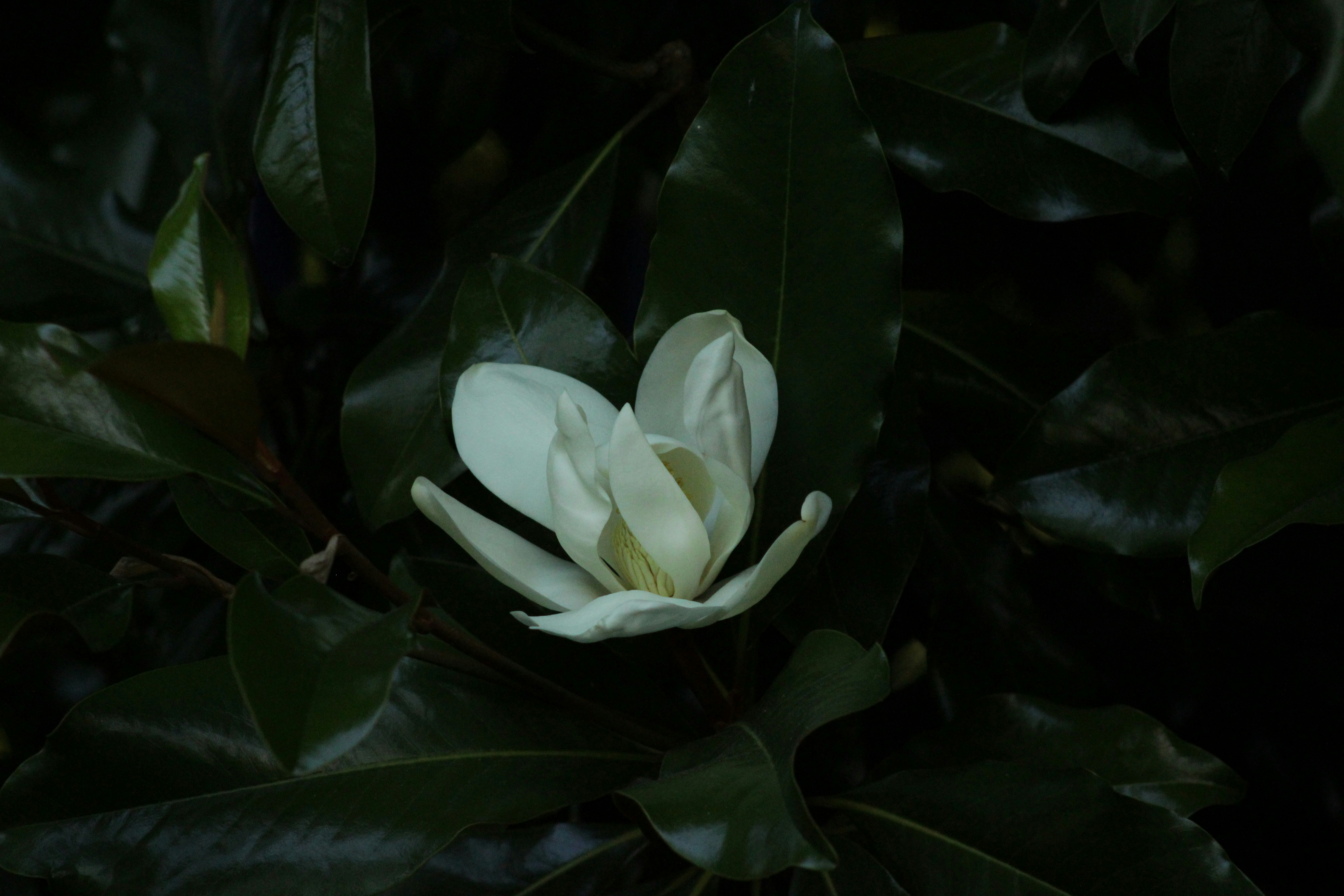 Elegance in Bloom: The Southern Magnolia Unfurled