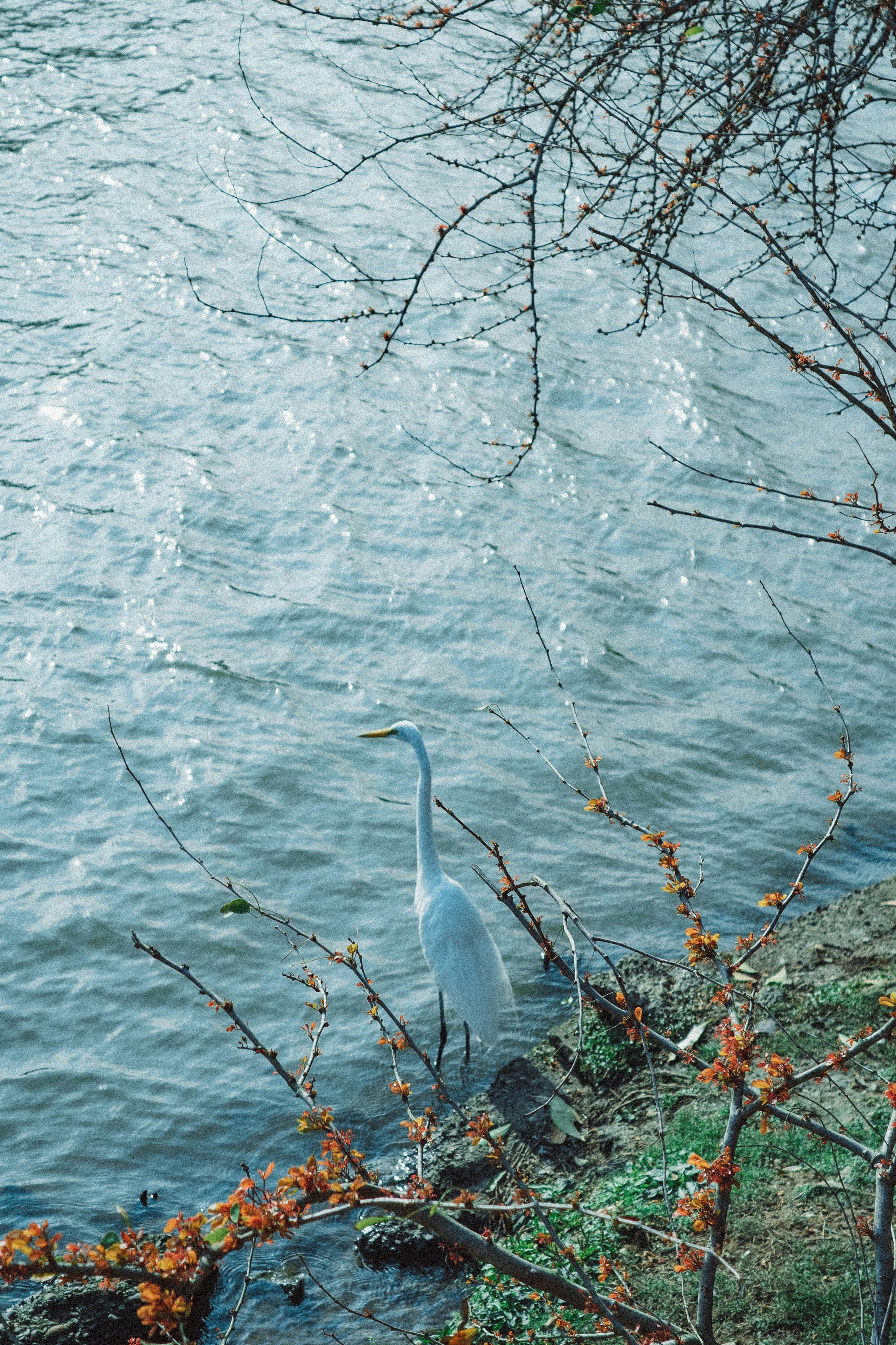 Heron at the Water’s Edge: A Quiet Moment by the Shore