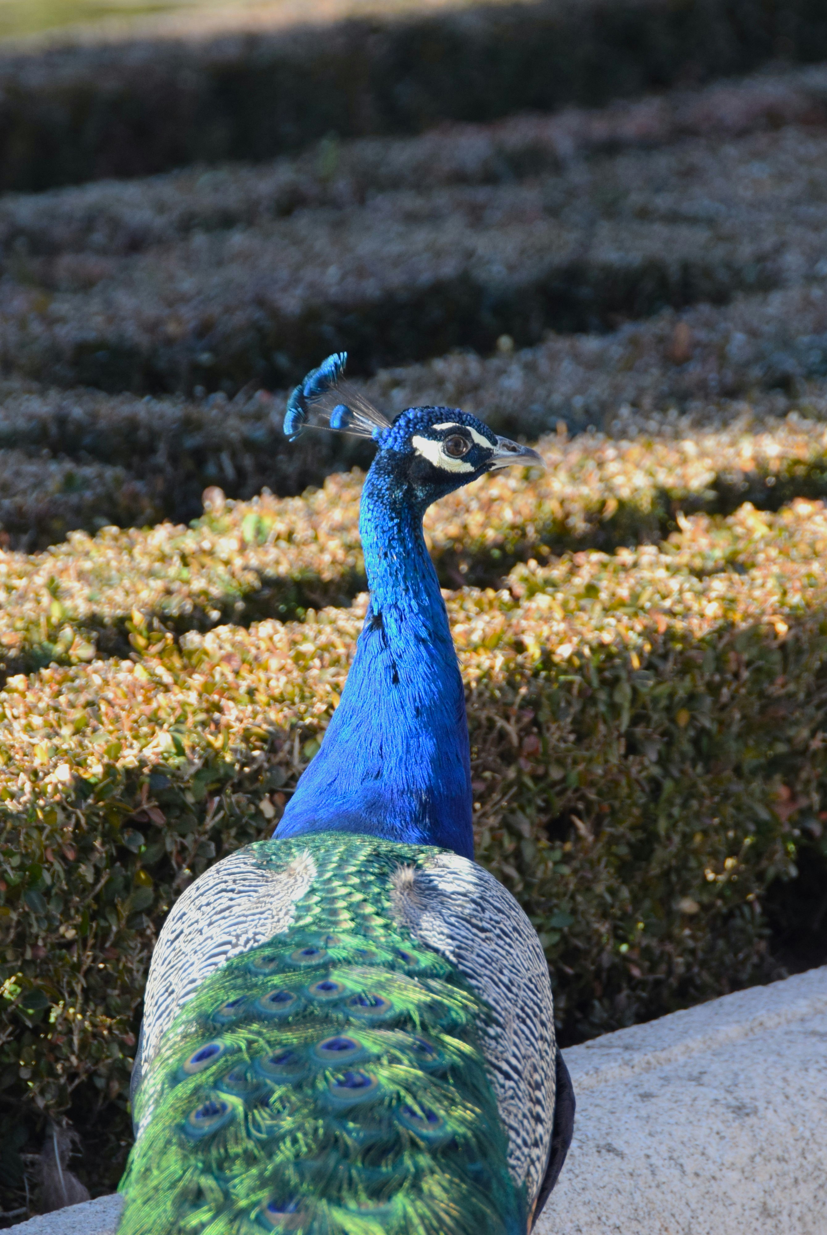 Azure Crest Above the Hedge: A Peacock Pause in Morning Light