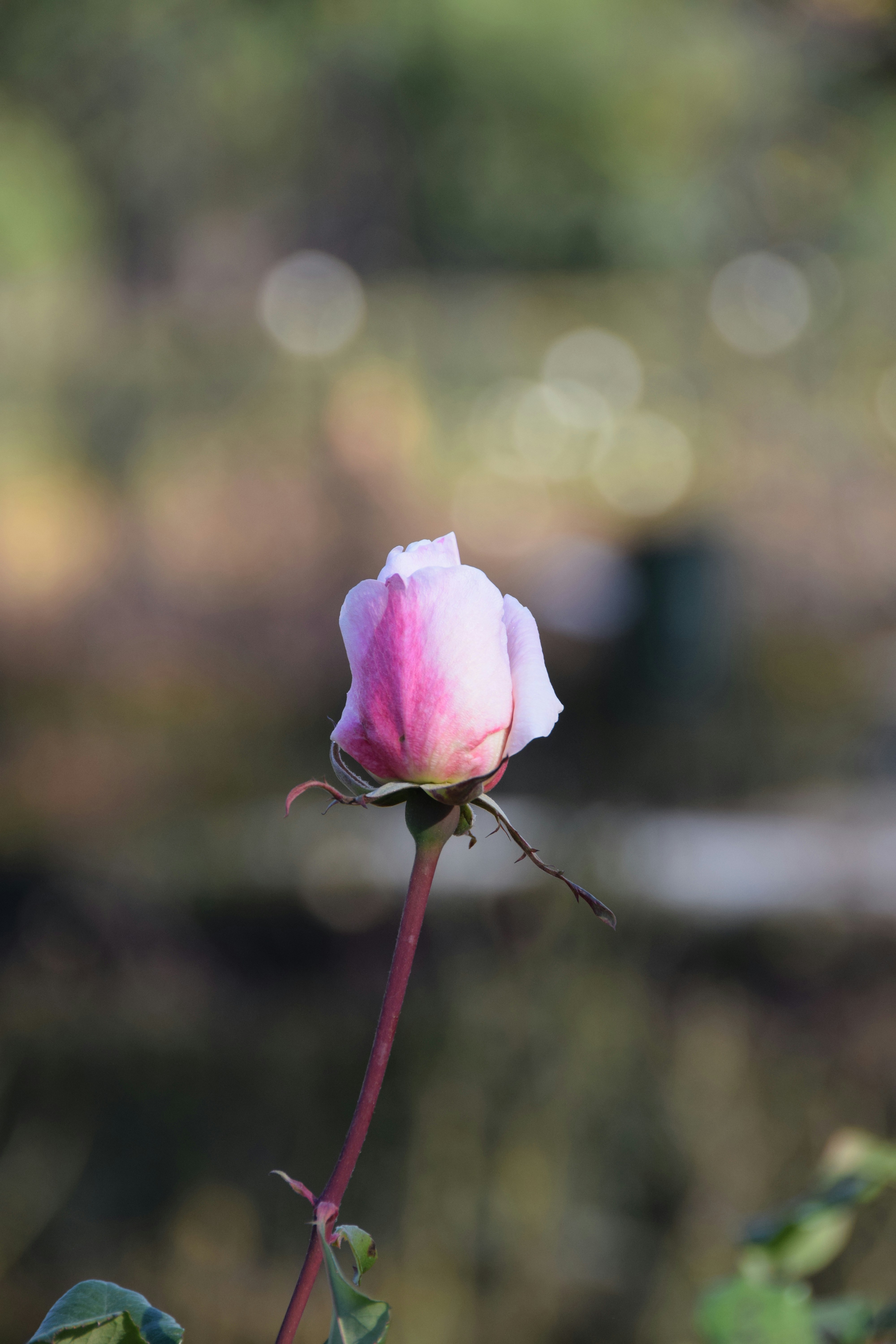 Pink Rosebud in Soft Focus by a Quiet Pond